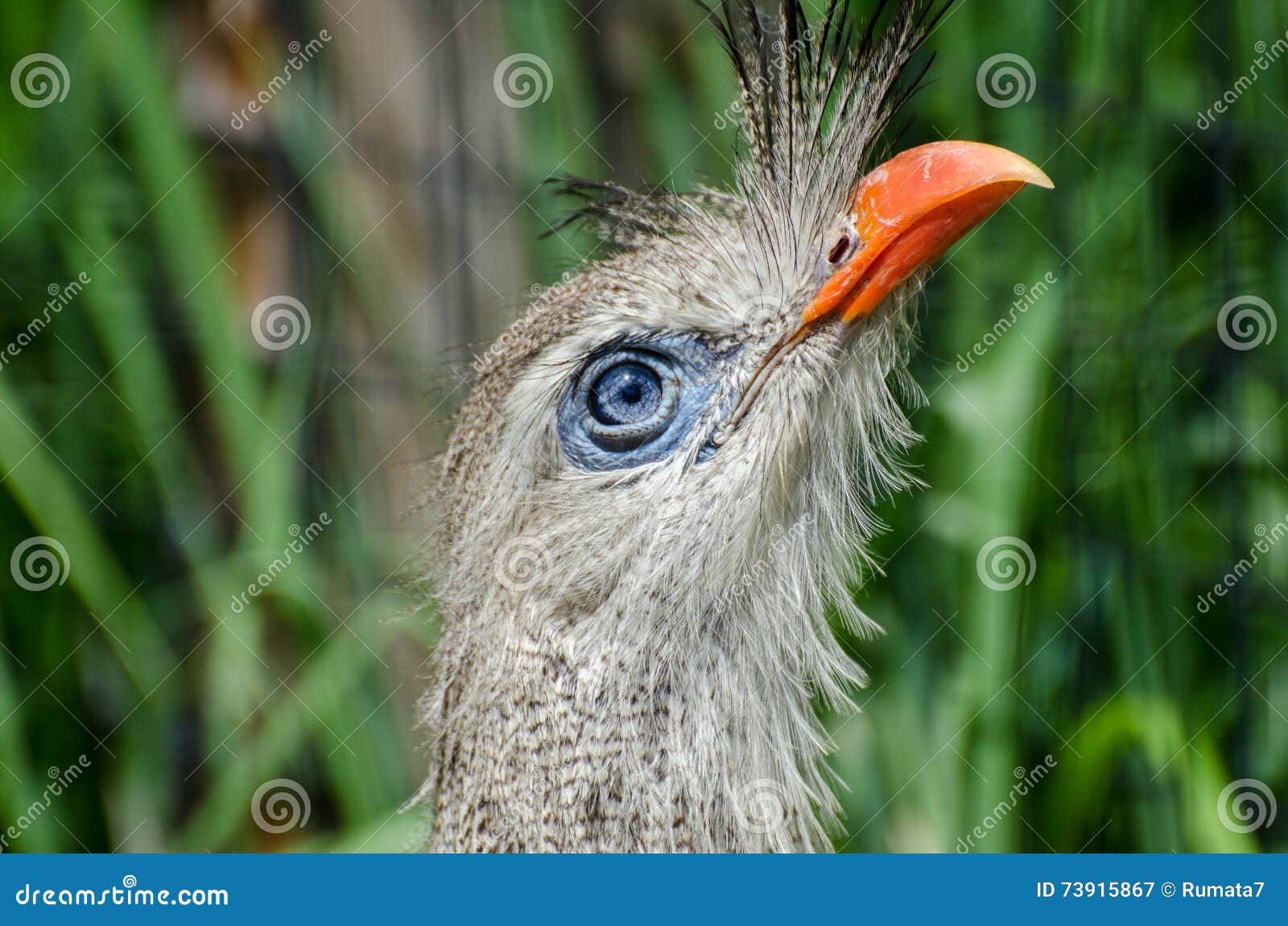 Red-legged Seriema or Crested Cariama (Cariama Cristata) Stock Image ...