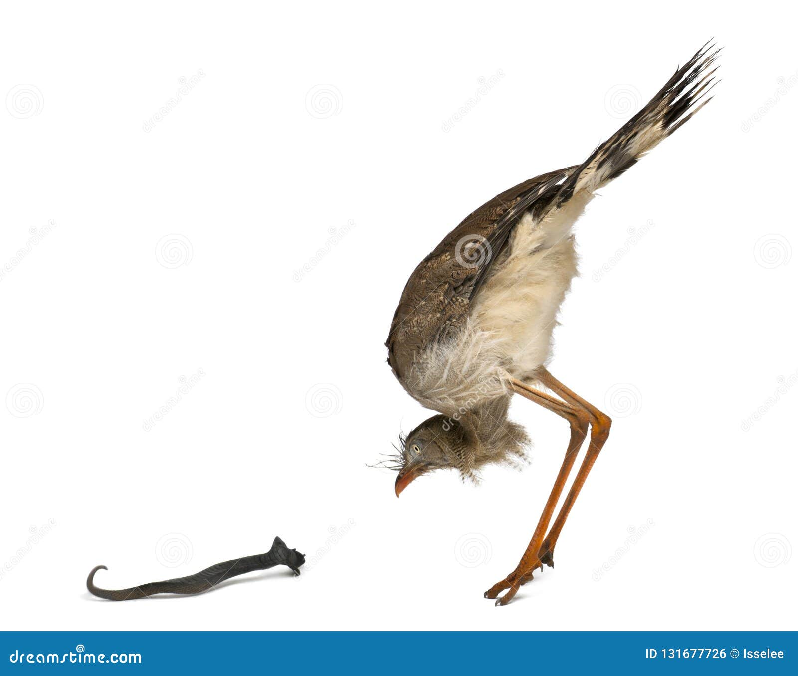 Red-legged Seriema, Cariama Cristata Royalty-Free Stock Photography ...