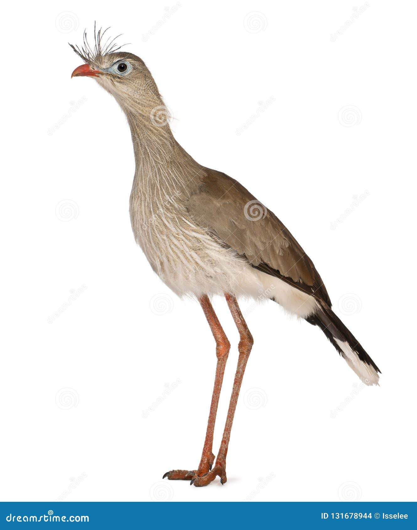 Red-legged Seriema or Crested Cariama, Cariama Cristata Stock Photo ...