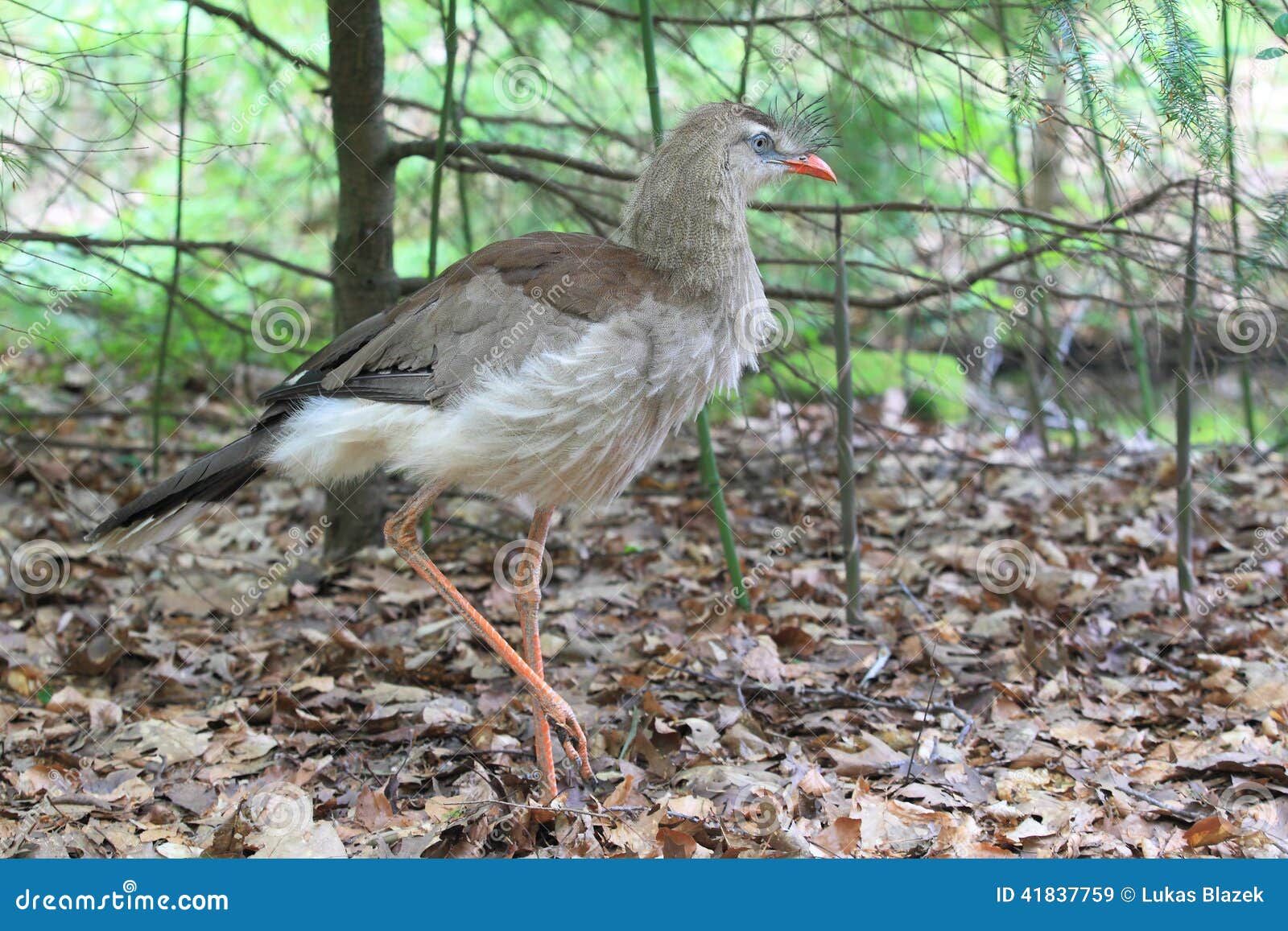 Red-legged Seriema Or Crested Cariama, Cariama Cristata Royalty-Free ...