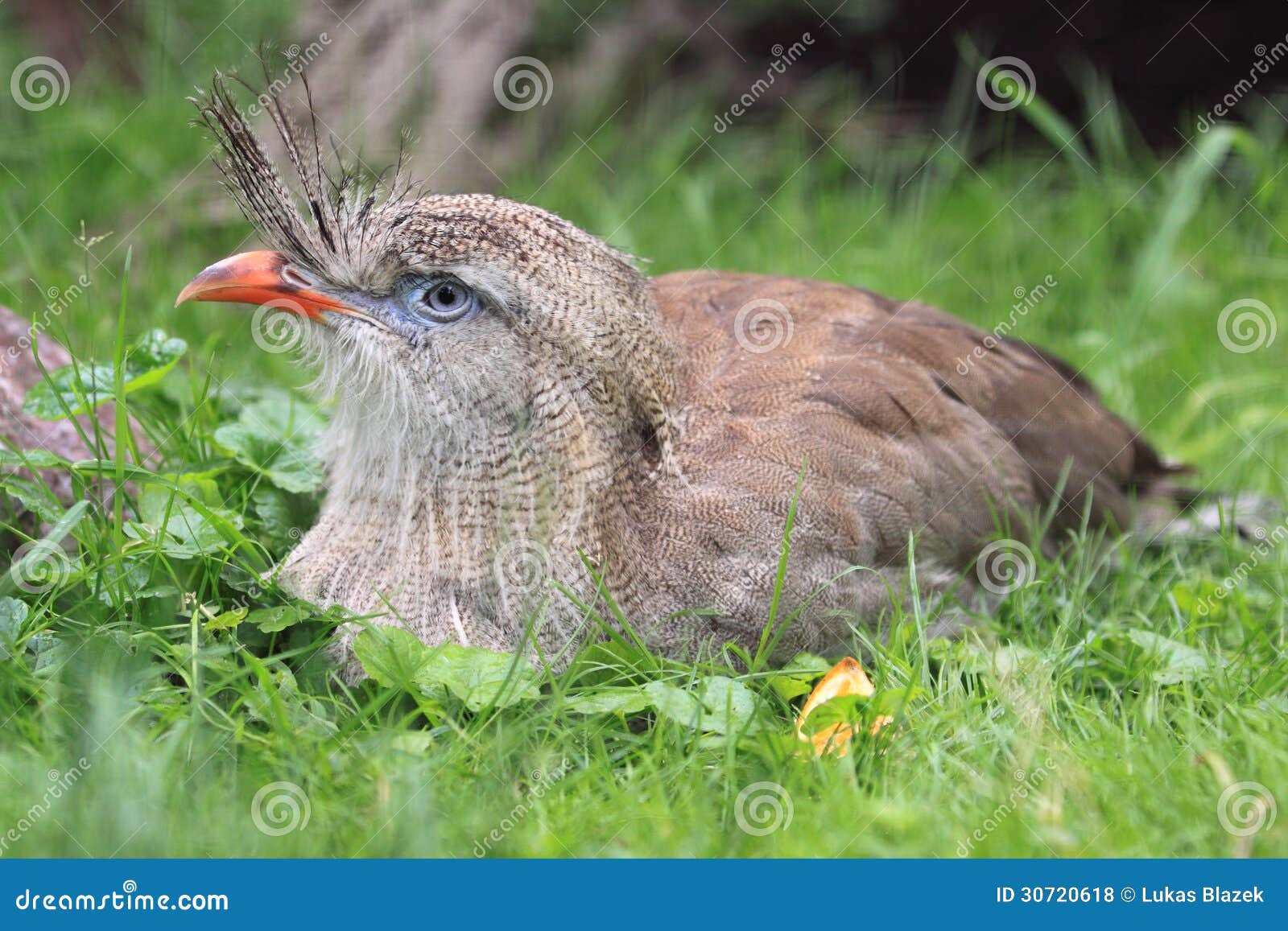 Red-legged seriema stock photo. Image of animal, predatory - 30720618