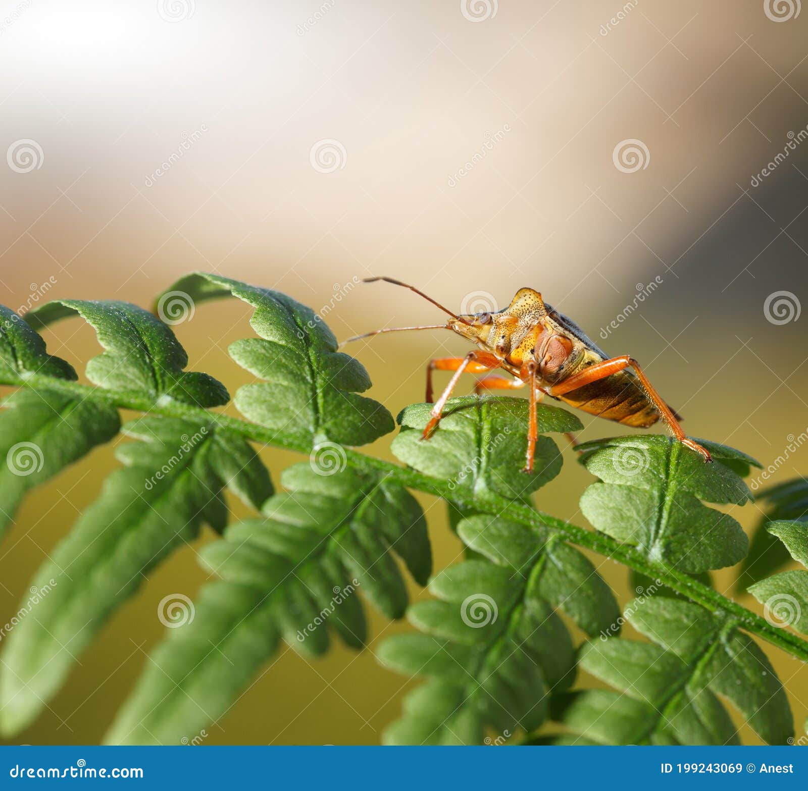 Red-legged Shield-bug on Green Leaf Stock Image - Image of insect ...