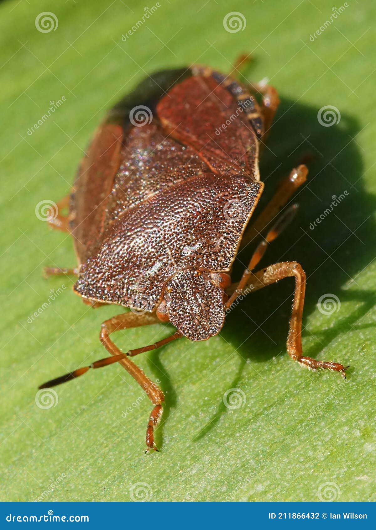 Red-legged Shieldbug Aka Forest Bug Pentatoma Rufipes Stock Photo ...