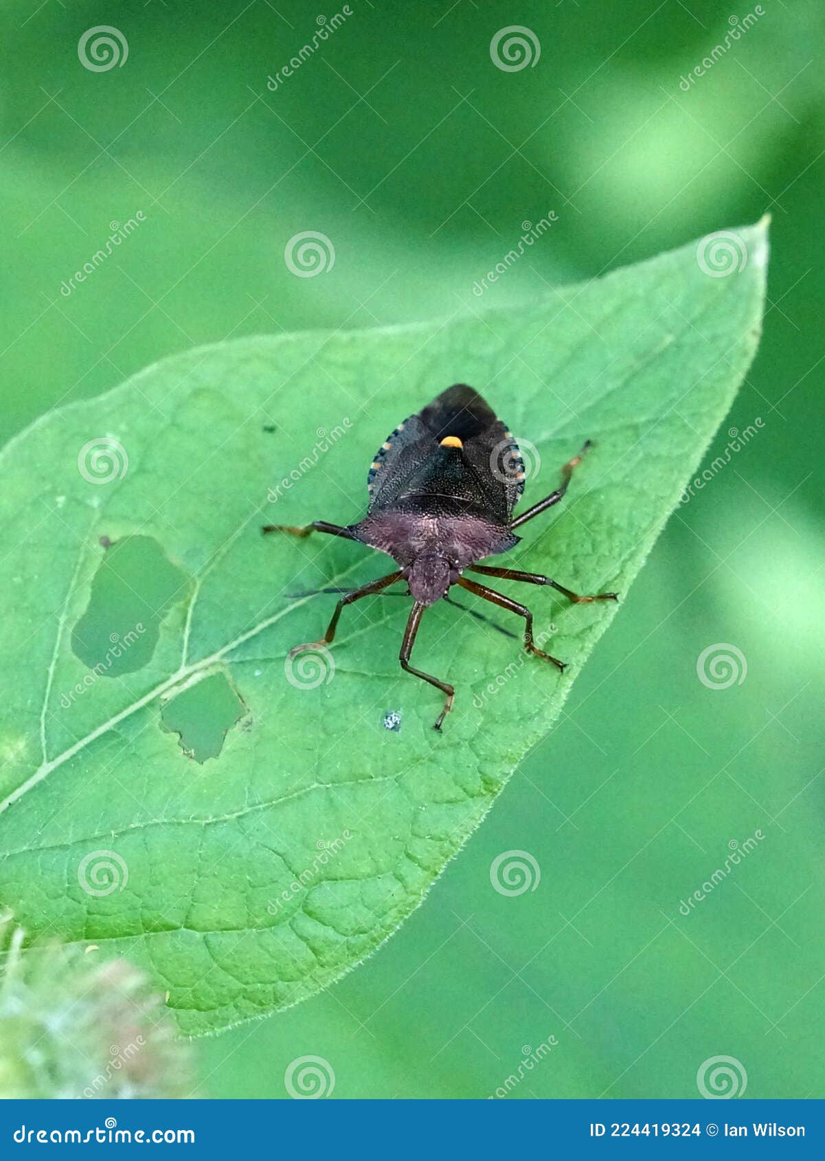 Red-legged Shieldbug Aka Forest Bug Pentatoma Rufipes Stock Photo ...