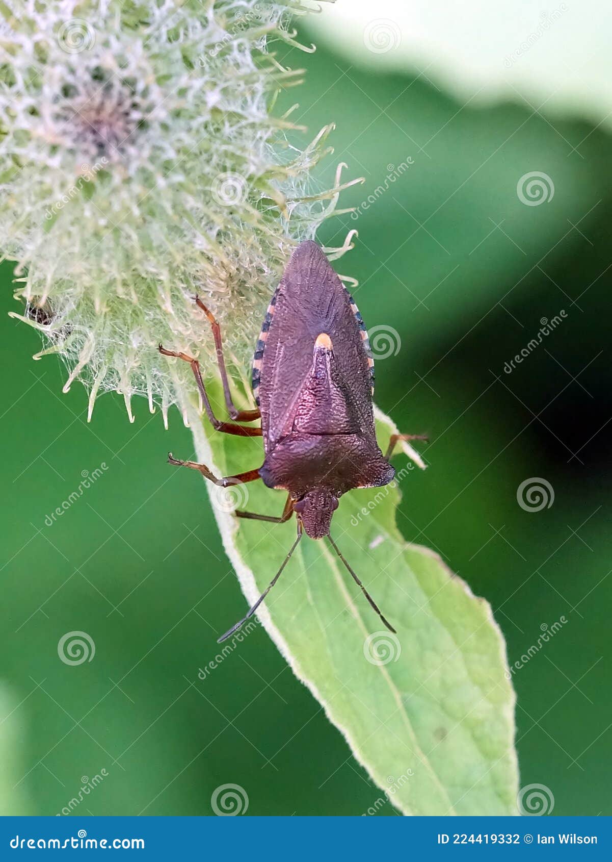 Red-legged Shieldbug Aka Forest Bug Pentatoma Rufipes Stock Photo ...