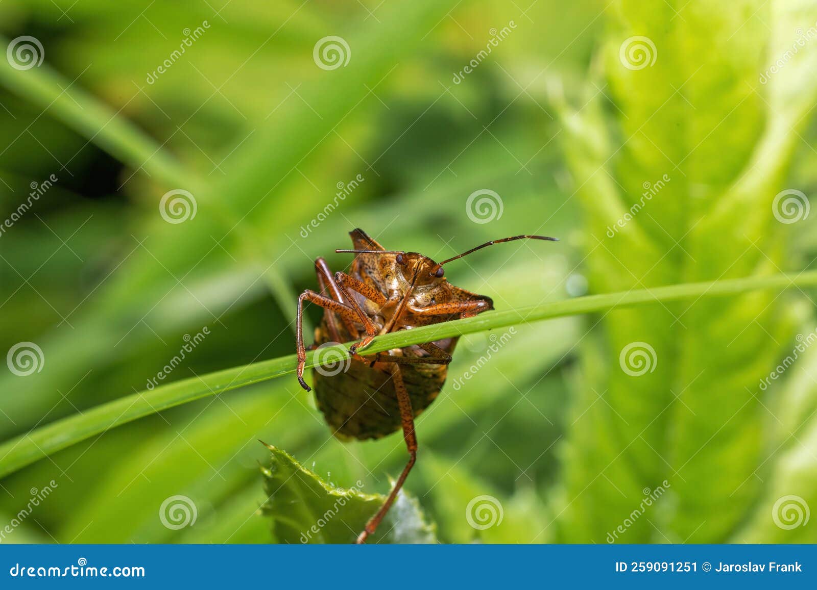 Red-legged Shieldbug is Climbing a Blade of Grass Stock Image - Image ...