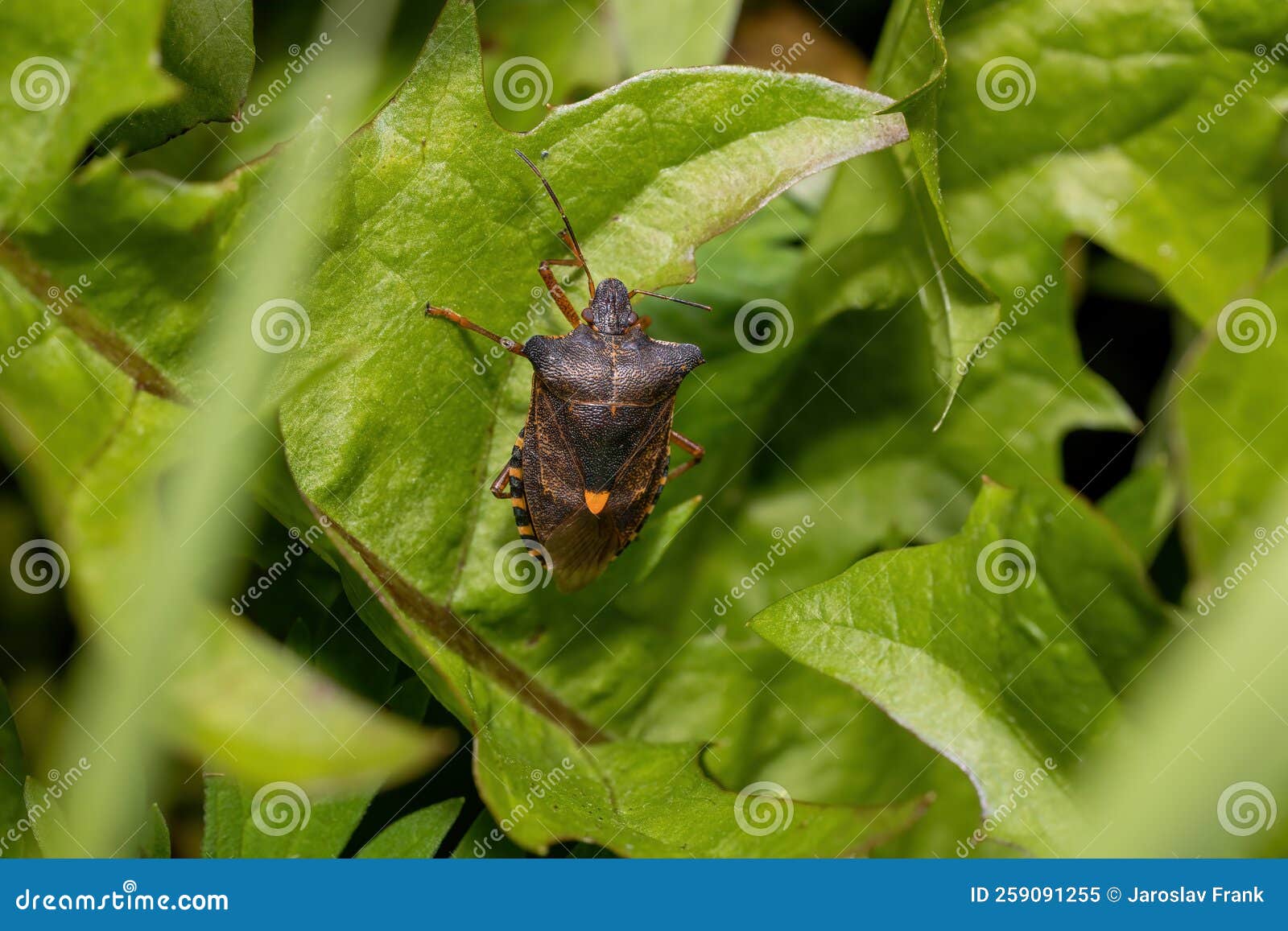 Red-legged Shieldbug or Forest Bug on a Green Leaf Stock Image - Image ...