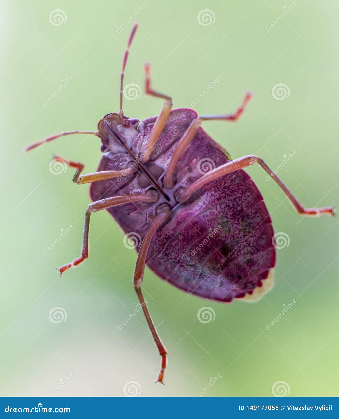Red-legged Shieldbug Close-up Stock Image - Image of green, legged ...