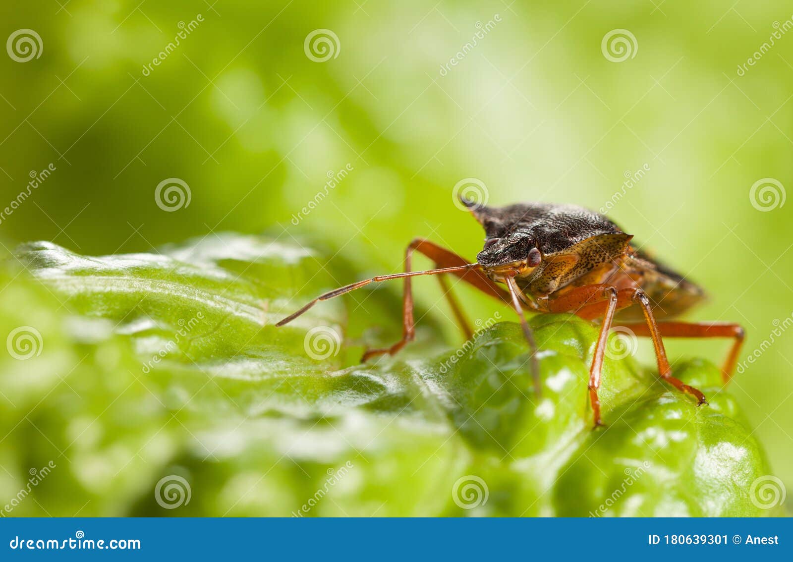 Red-legged Shieldbug on Leaf Lettuce Stock Image - Image of arthropoda ...