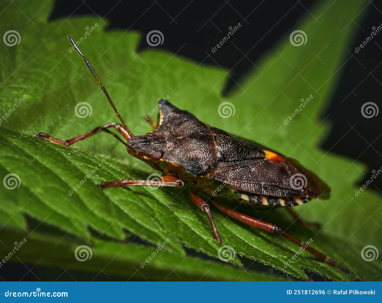 Red-legged Shieldbug Pentatoma Rufipes or Forest Bug on a Green Leaf ...