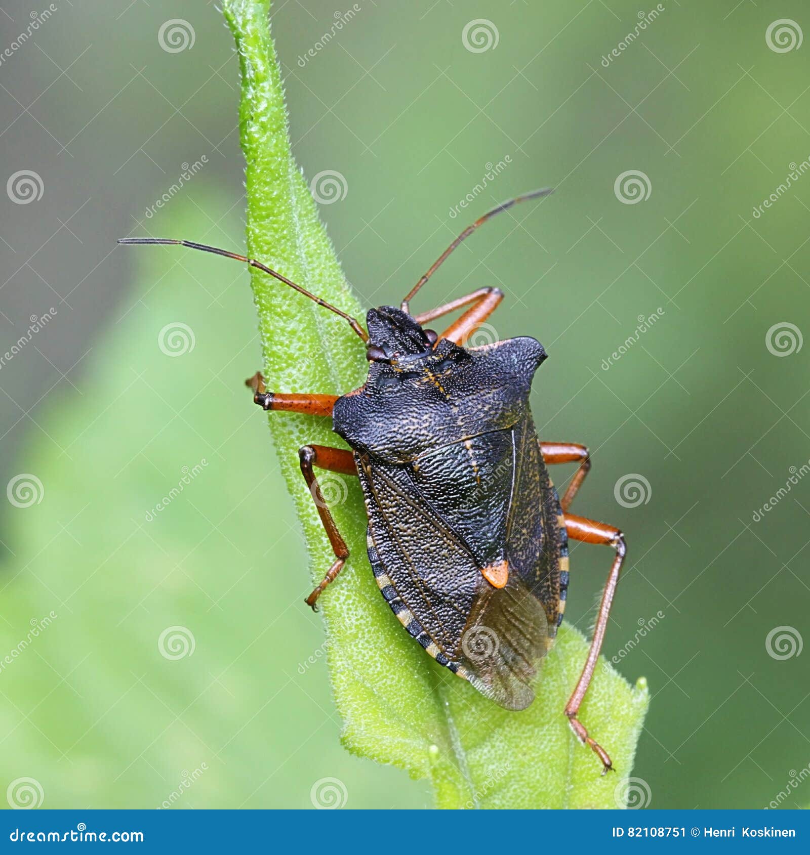 Red-legged Shieldbug, Pentatoma Rufipes Stock Image - Image of finland ...