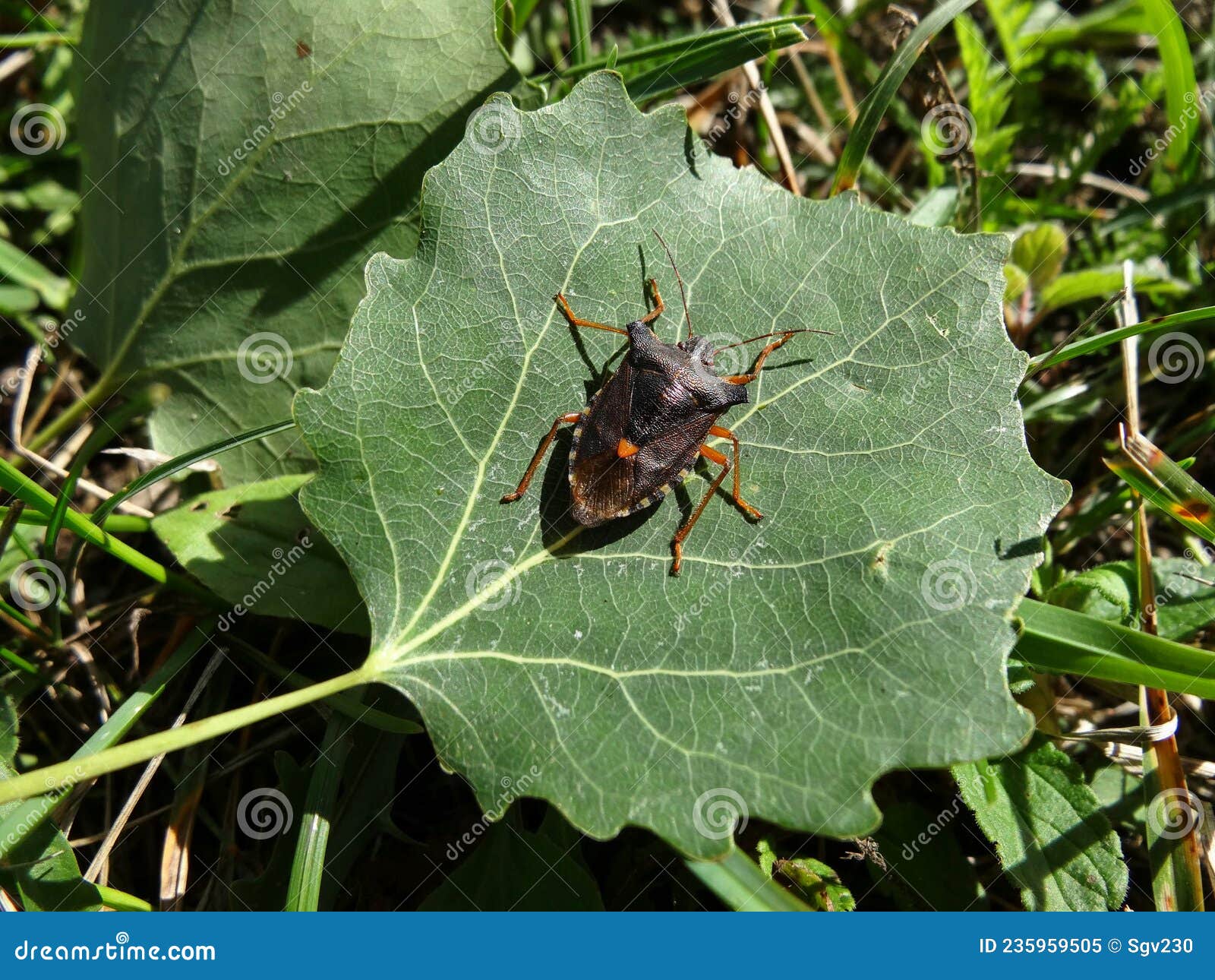 Red Legged Shieldbug on the Tree Leaf. Forest Bug, Pentatoma Rufipes ...
