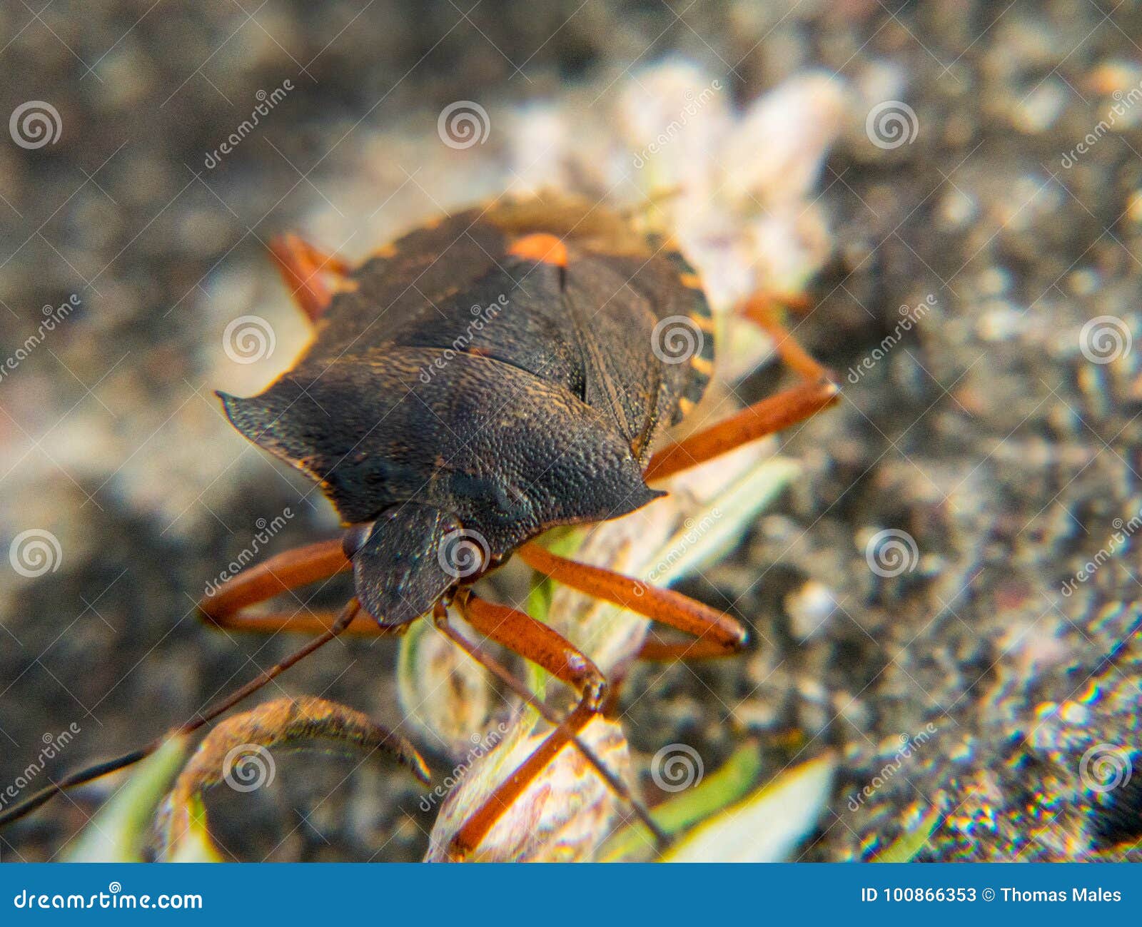 Red-legged shieldbug stock image. Image of insect, animals - 100866353
