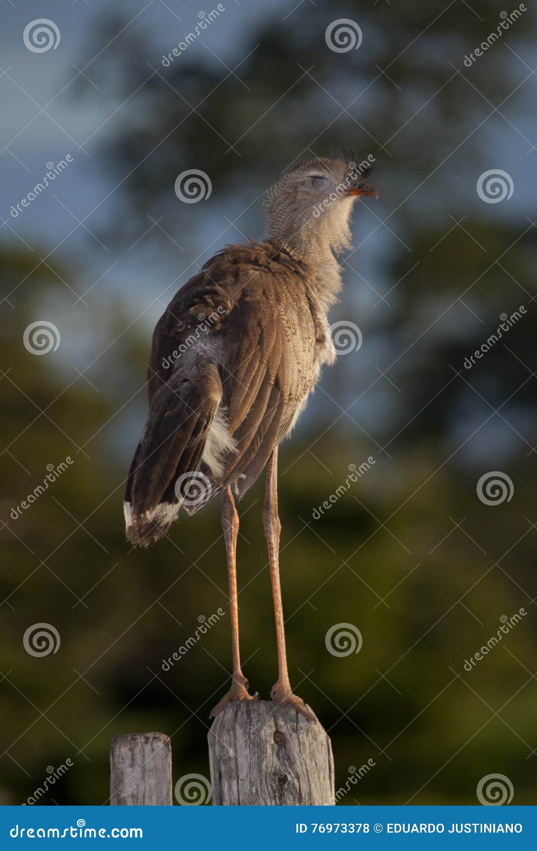 Red-legged Siriema stock photo. Image of animal, legged - 76973378