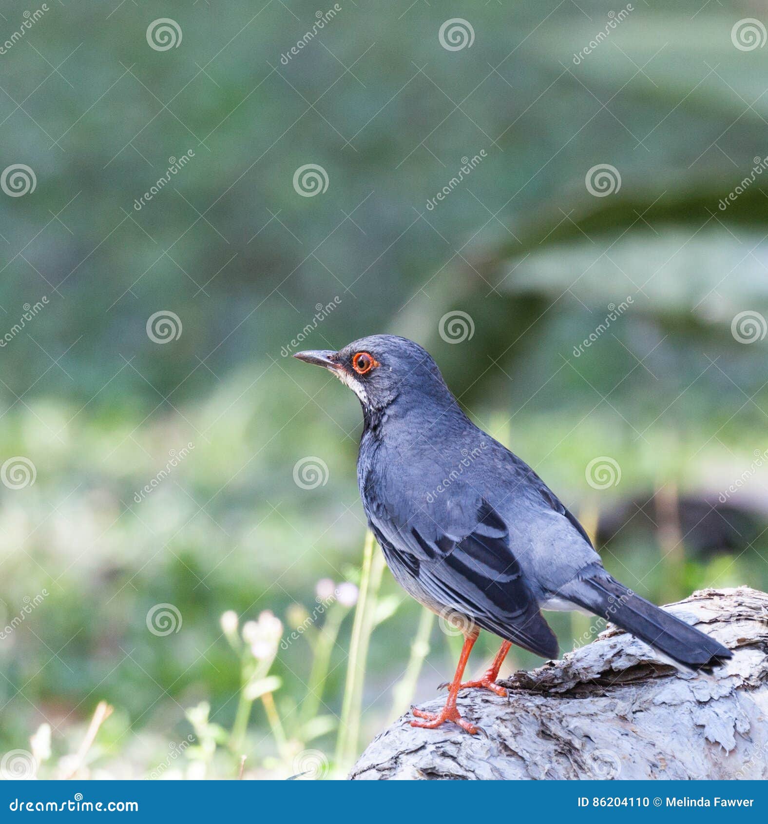 Red Legged Thrush stock photo. Image of green, turdidae - 86204110