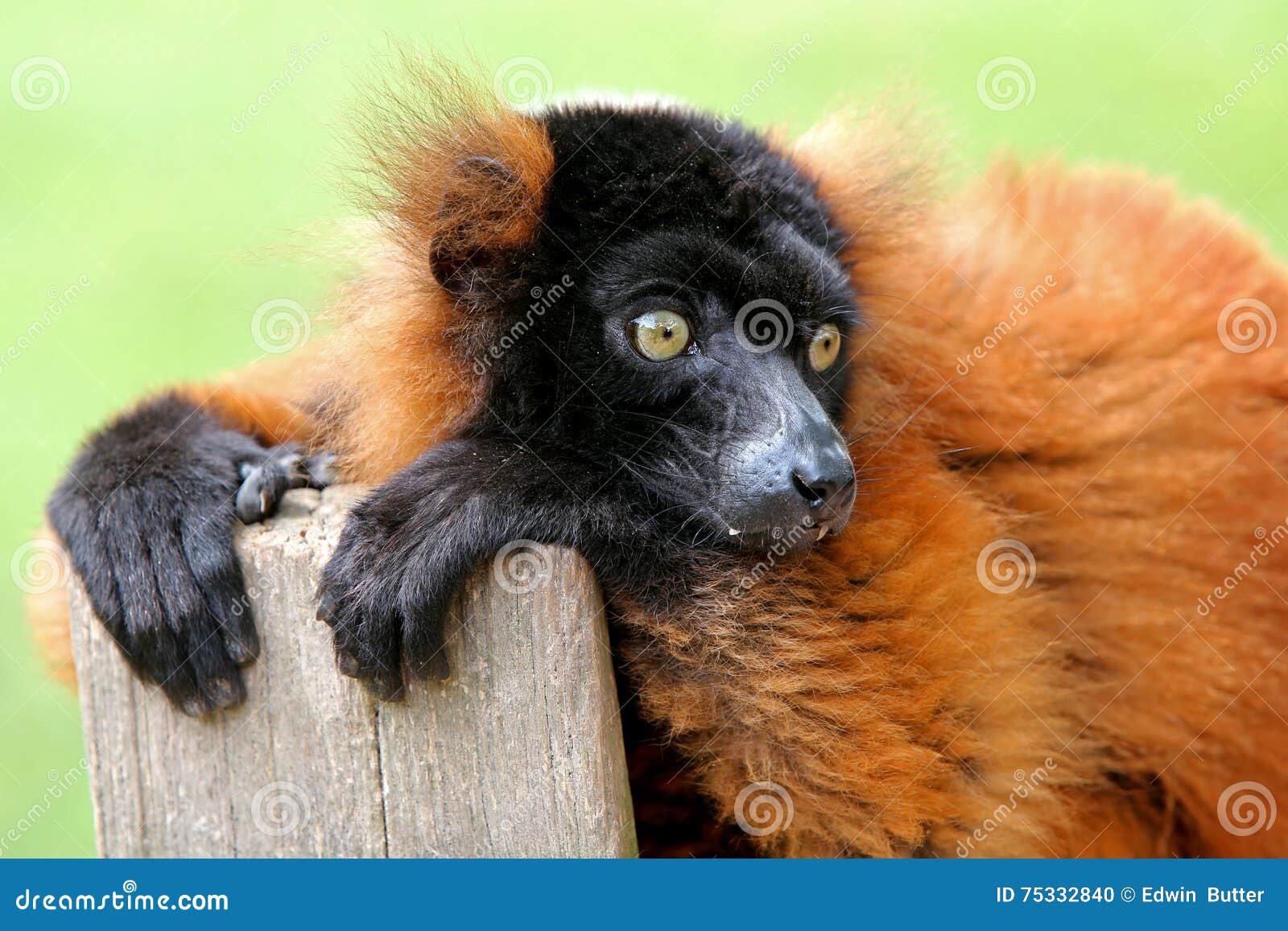 Red lemur stock photo. Image of mouthn, green, africa - 75332840