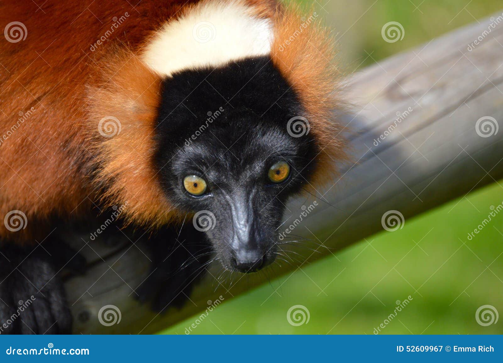 Red Lemur stock image. Image of wildlife, lovable, mammal - 52609967