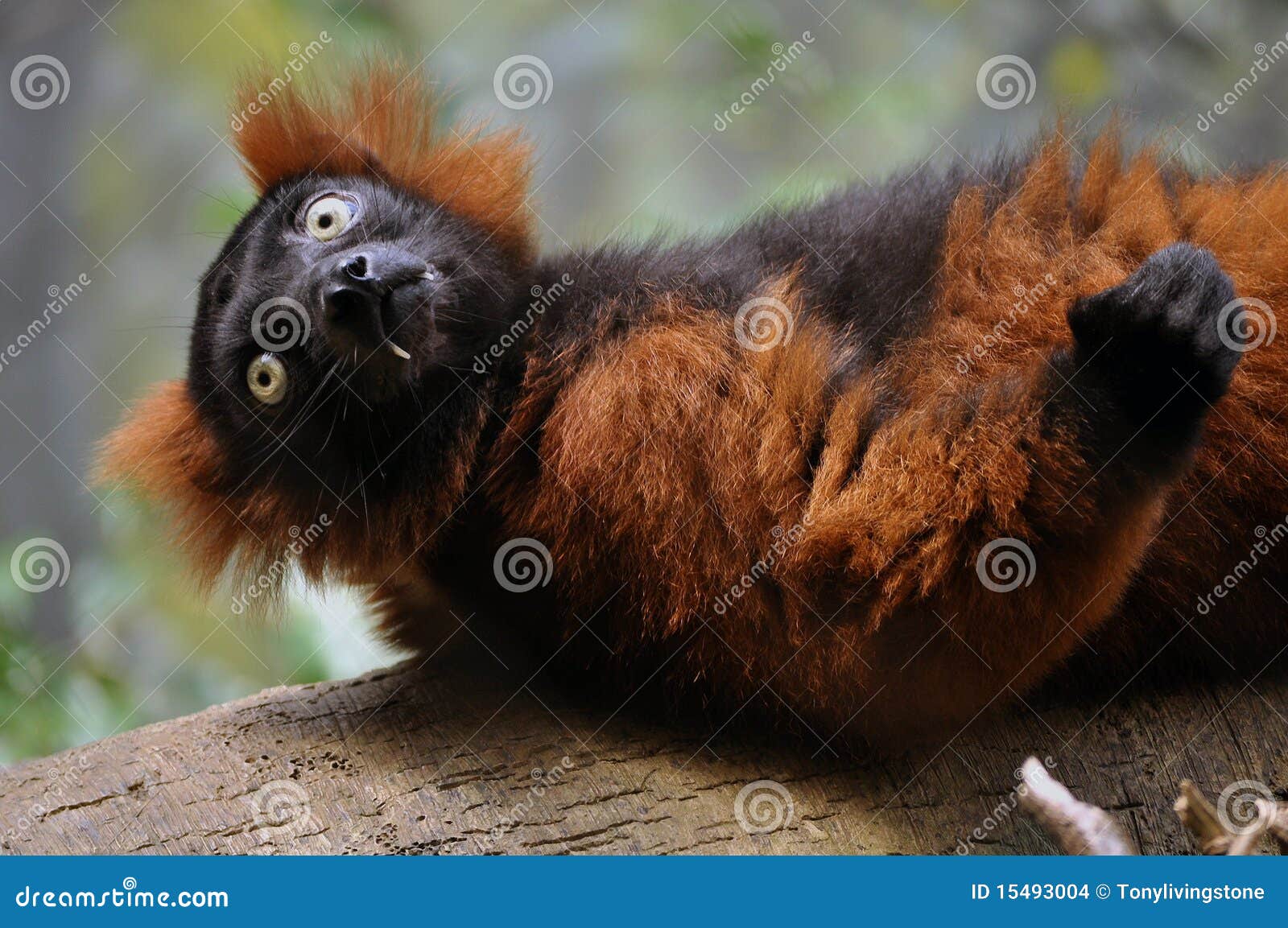 Red lemur monkey stock photo. Image of education, lemur - 15493004