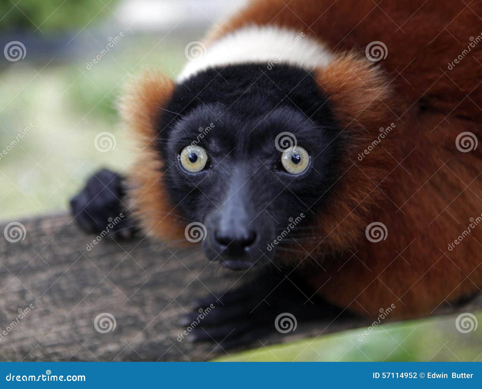 Red Lemur stock photo. Image of color, rainf, prosimian - 57114952
