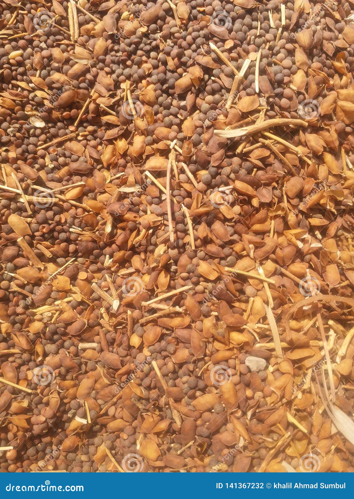 Red Lentil Pulses stock photo. Image of pulses, lentil - 141367232