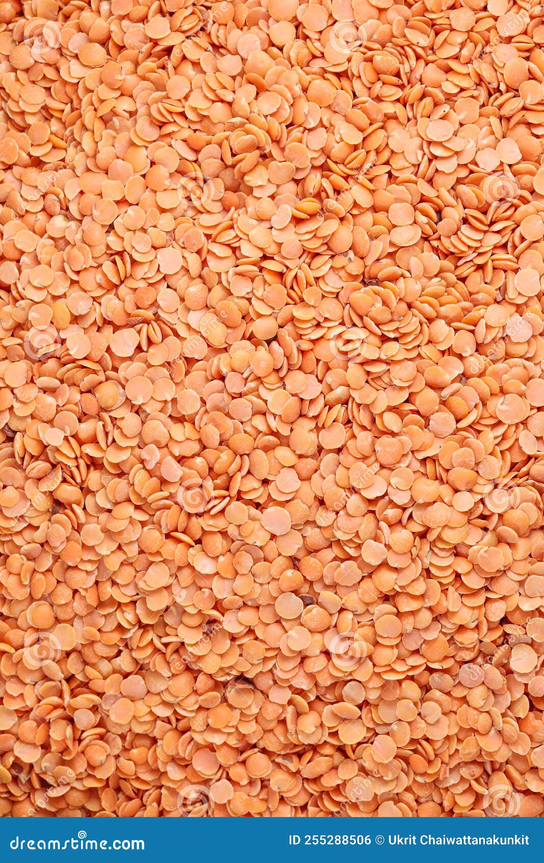 Red Masoor Dal Plant Stock Photos - Free & Royalty-Free Stock Photos ...