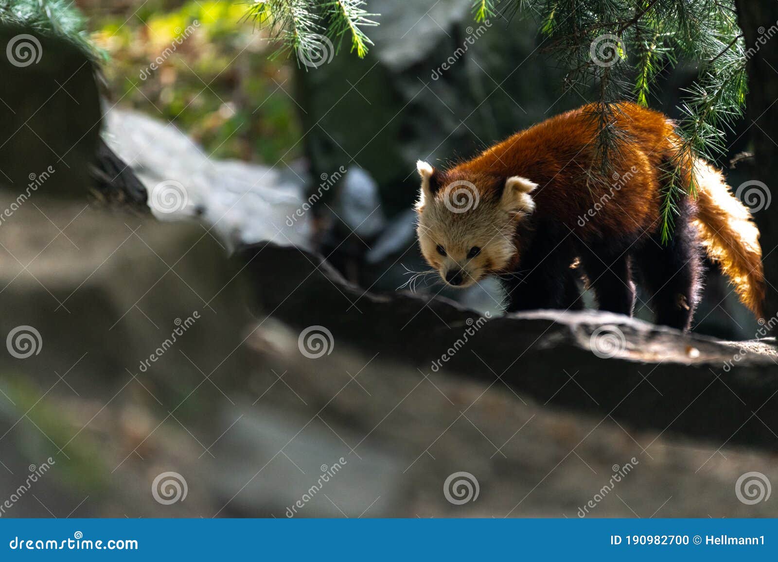 Red or Lesser Panda stock photo. Image of bearcat, nature - 190982700