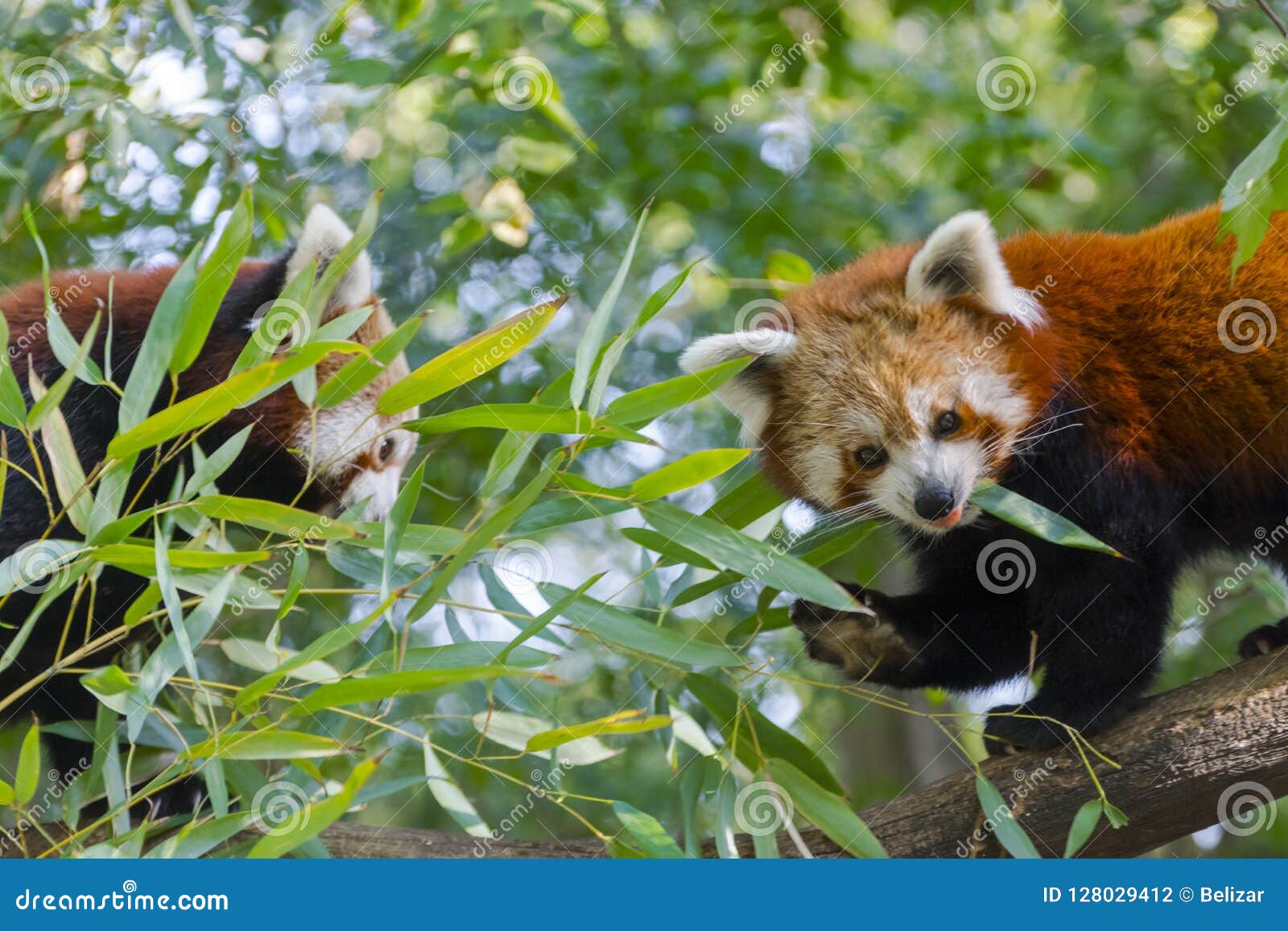 Red or lesser panda stock photo. Image of panda, ailurus - 128029412