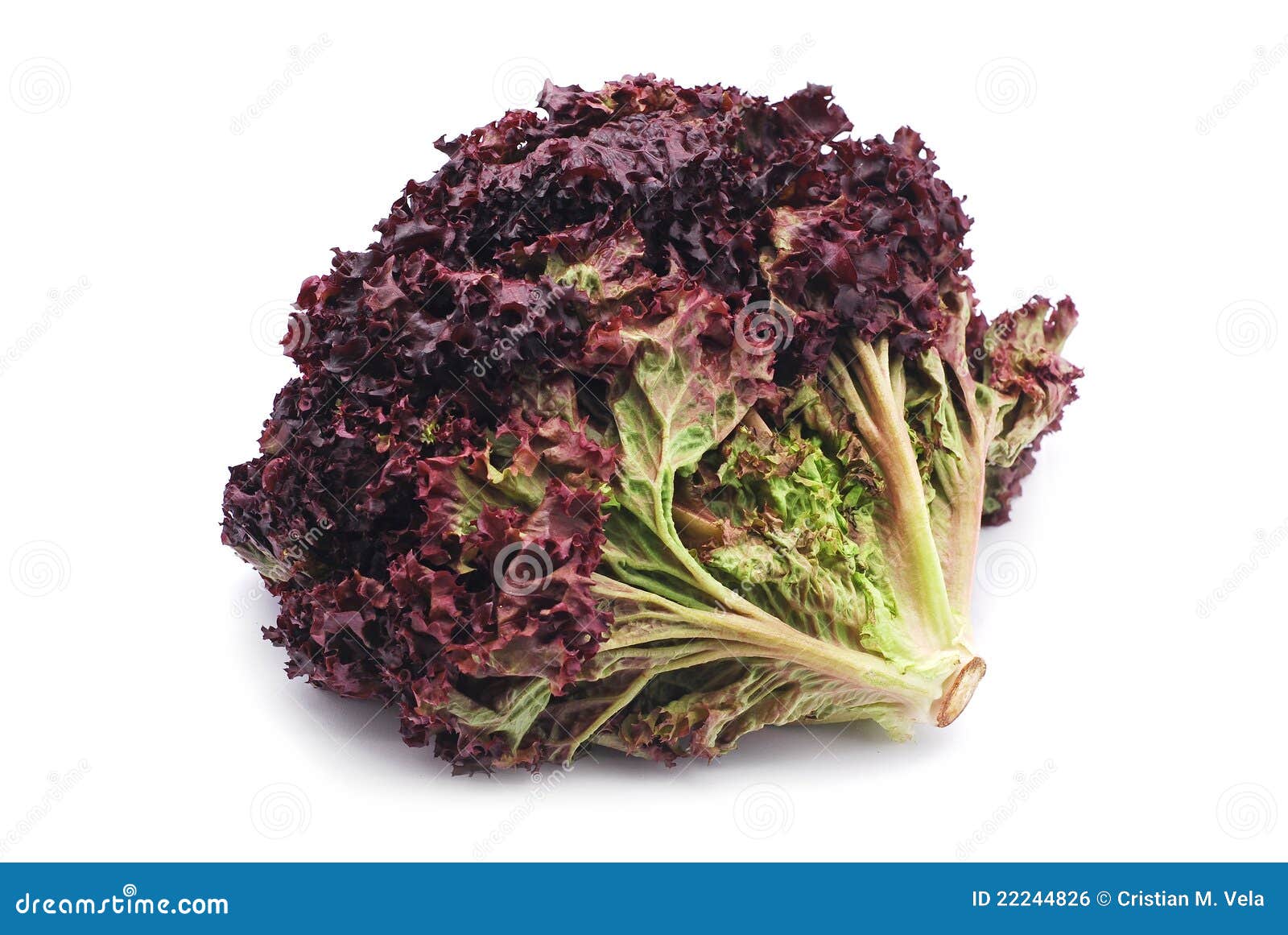 374 Red Letuce Stock Photos - Free & Royalty-Free Stock Photos from ...