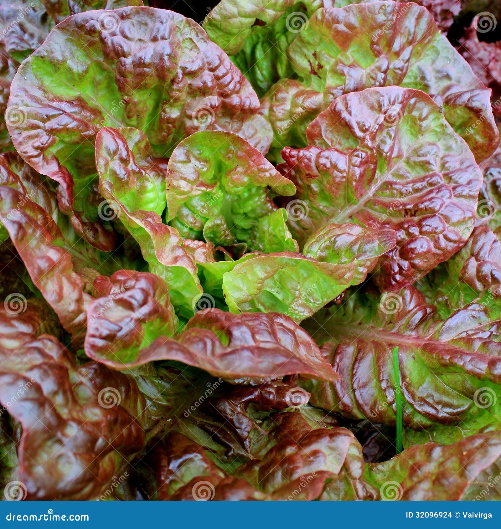 Red lettuce stock photo. Image of growth, agriculture - 32096924