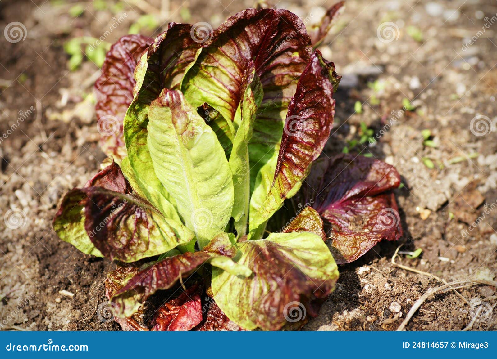 Red lettuce in the garden stock image. Image of earth - 24814657