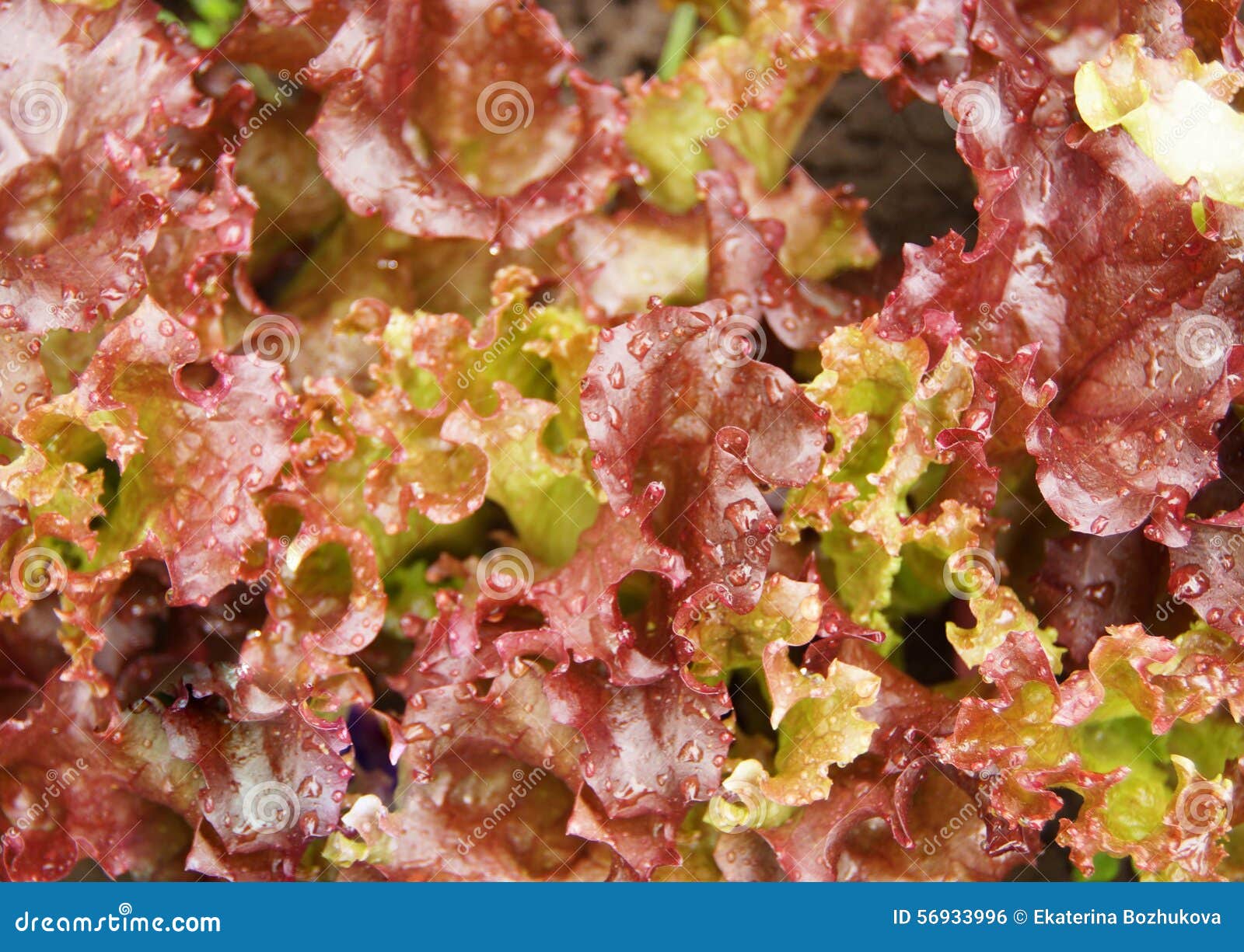 Red Lettuce Growing in the Garden. Stock Photo - Image of farm, colors ...