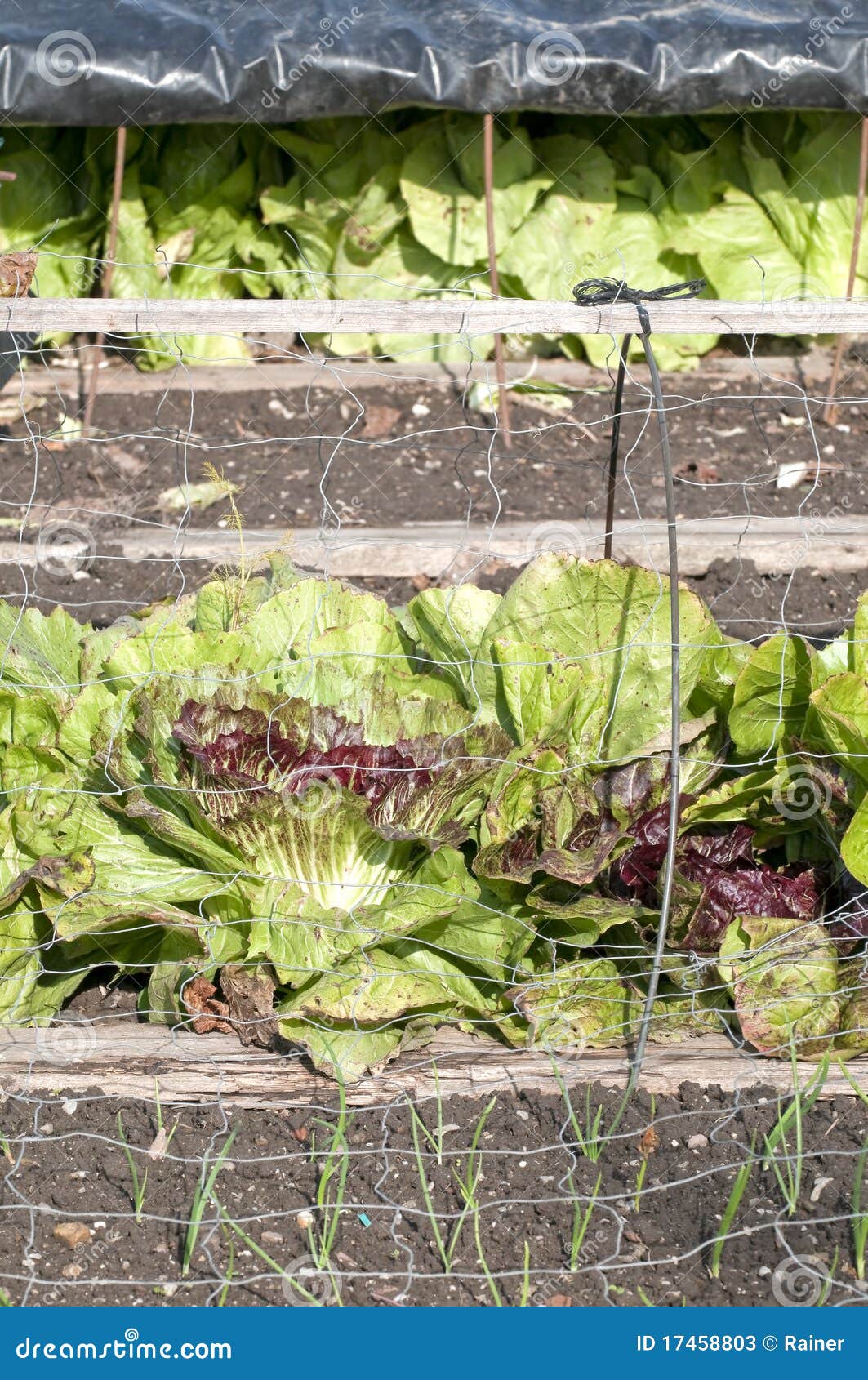 Red Lettuce Under a Protection Mesh Stock Image - Image of organic ...