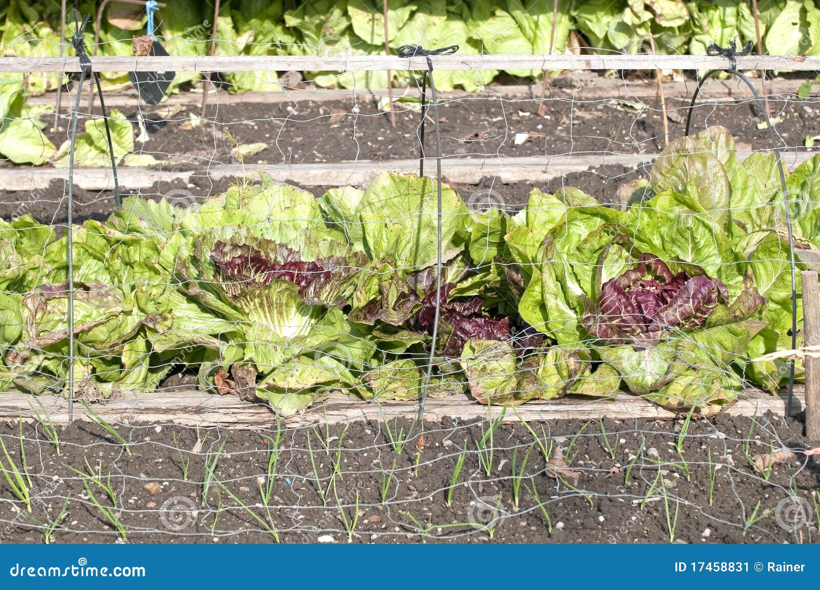 Red Lettuce Under a Protection Mesh Stock Image - Image of green ...