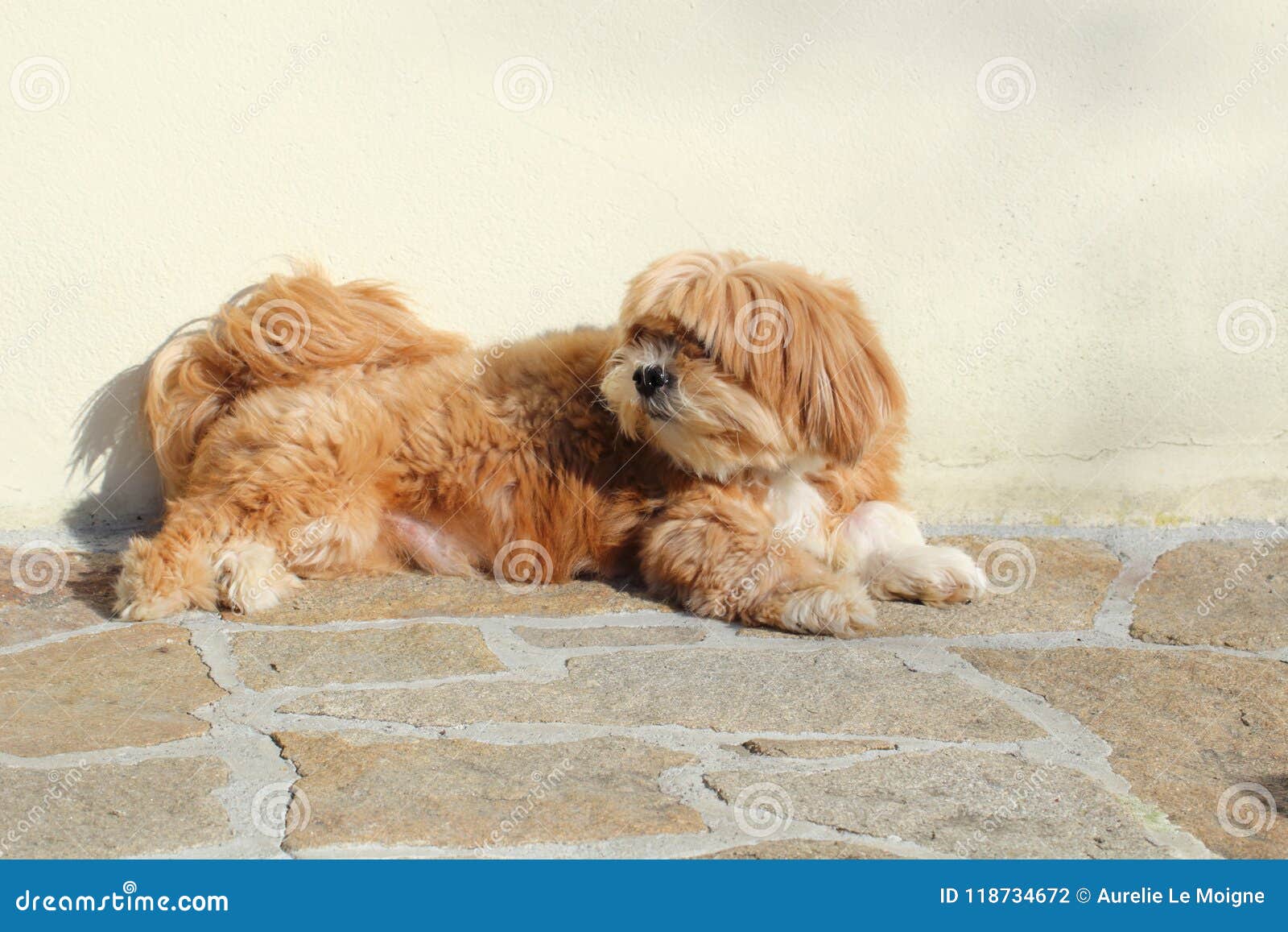 Lhasa Apso Dog Lying in a Garden Stock Photo - Image of collar, breed ...