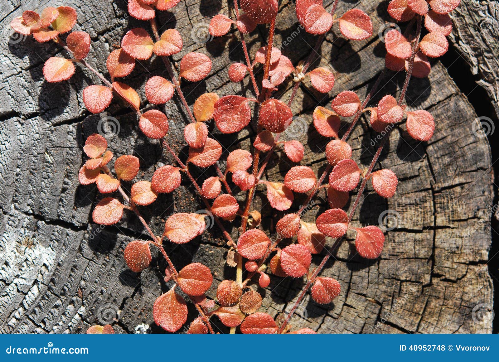 Red Liane Leaves stock photo. Image of plant, botany - 40952748