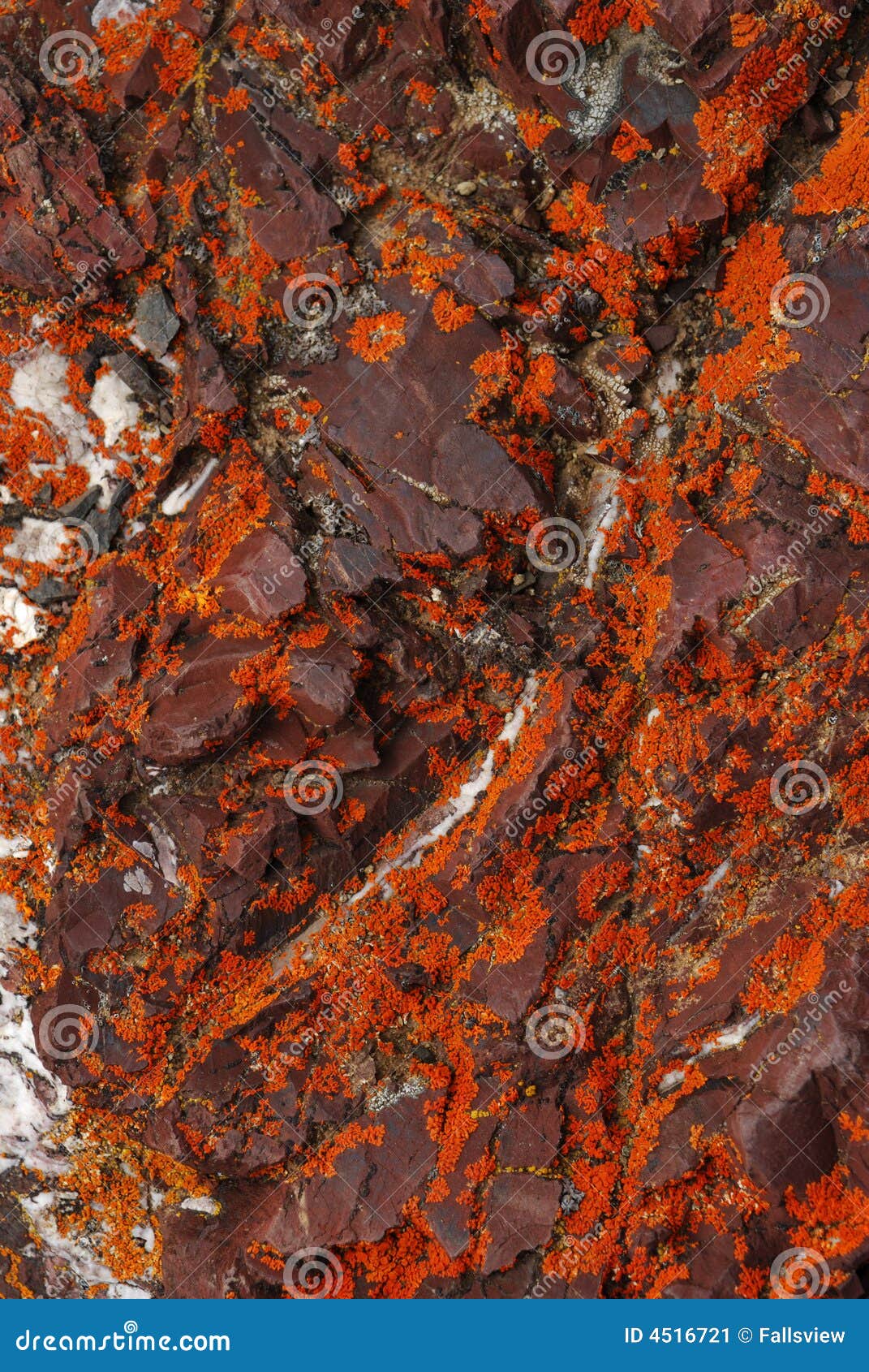Red lichen stock image. Image of plants, washington, olympic - 4516721