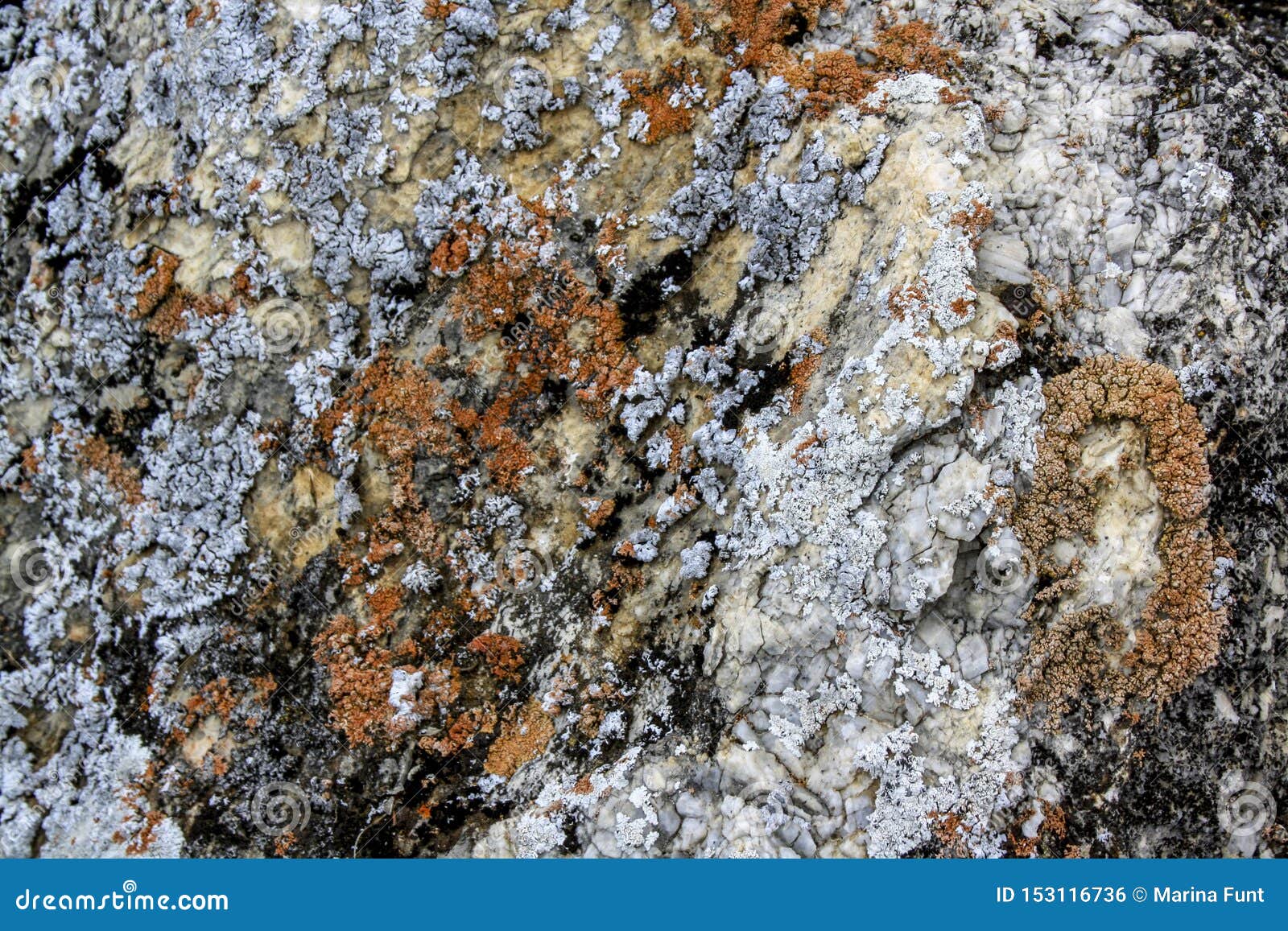 Red Lichen on a Gray Stone. Natural, Organic Background Stock Photo ... Red Lichen on a Gray Stone. Natural, Organic Background Stock Photo ...