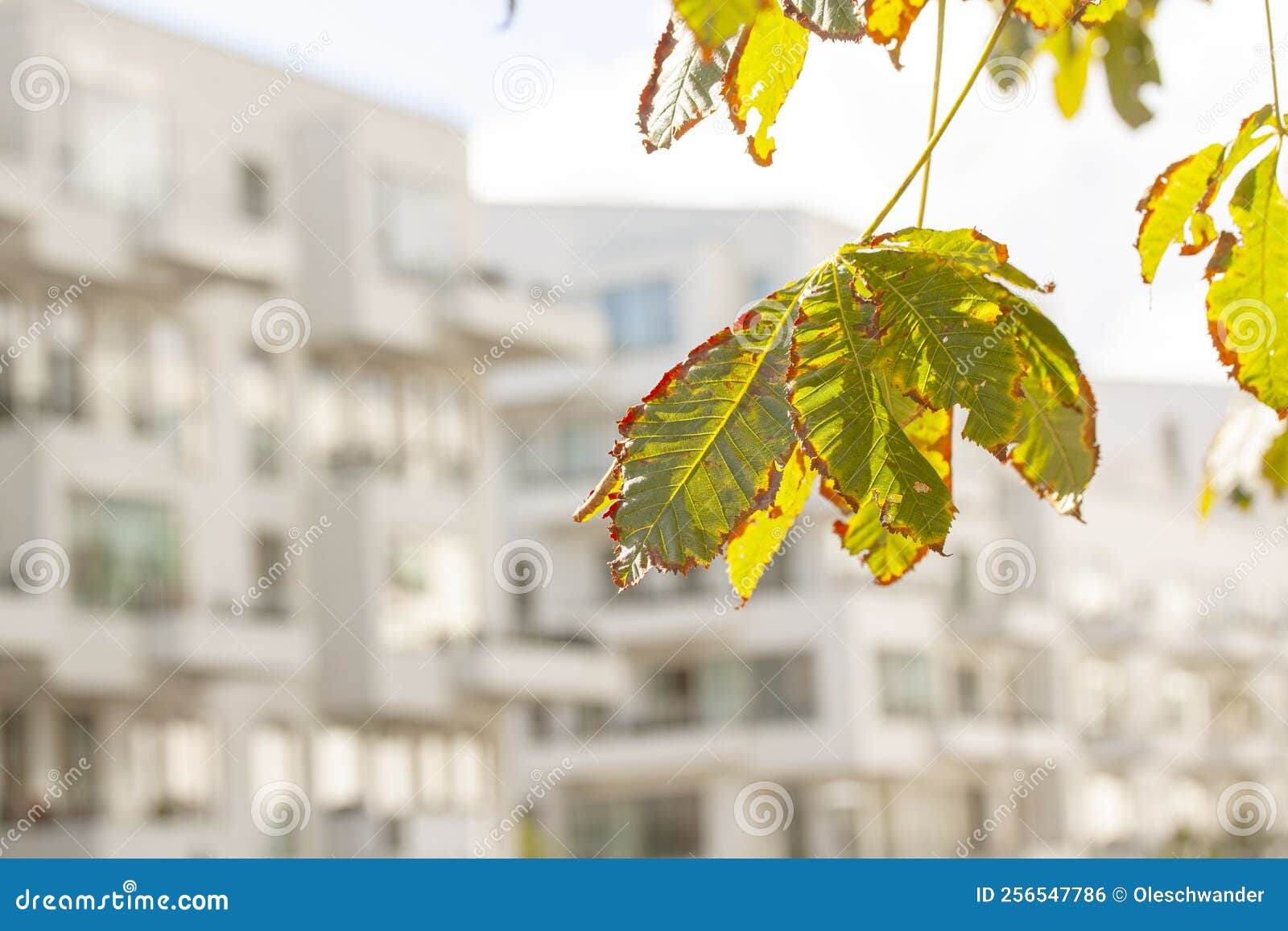 Red and Light Backlit Green Fall Leaves in Front of Blurred Modern ...