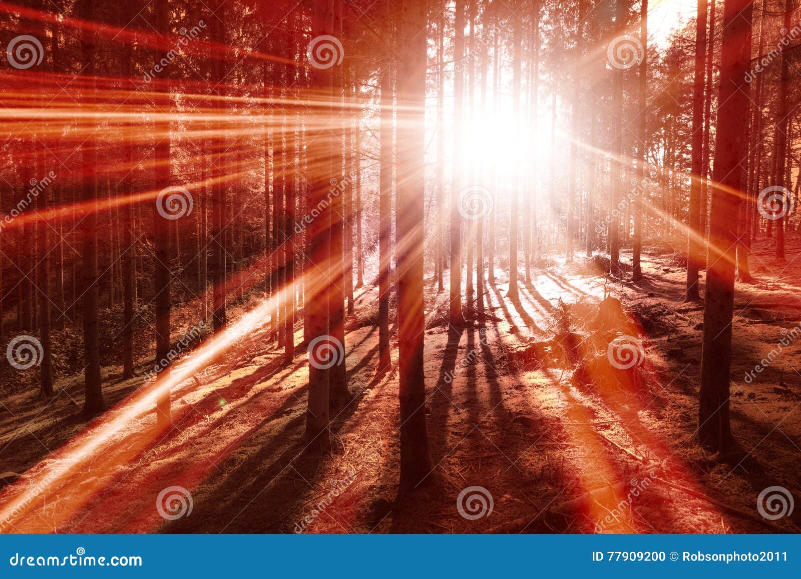 Red Light in the Forest with Sun Rays Stock Photo - Image of soft ...