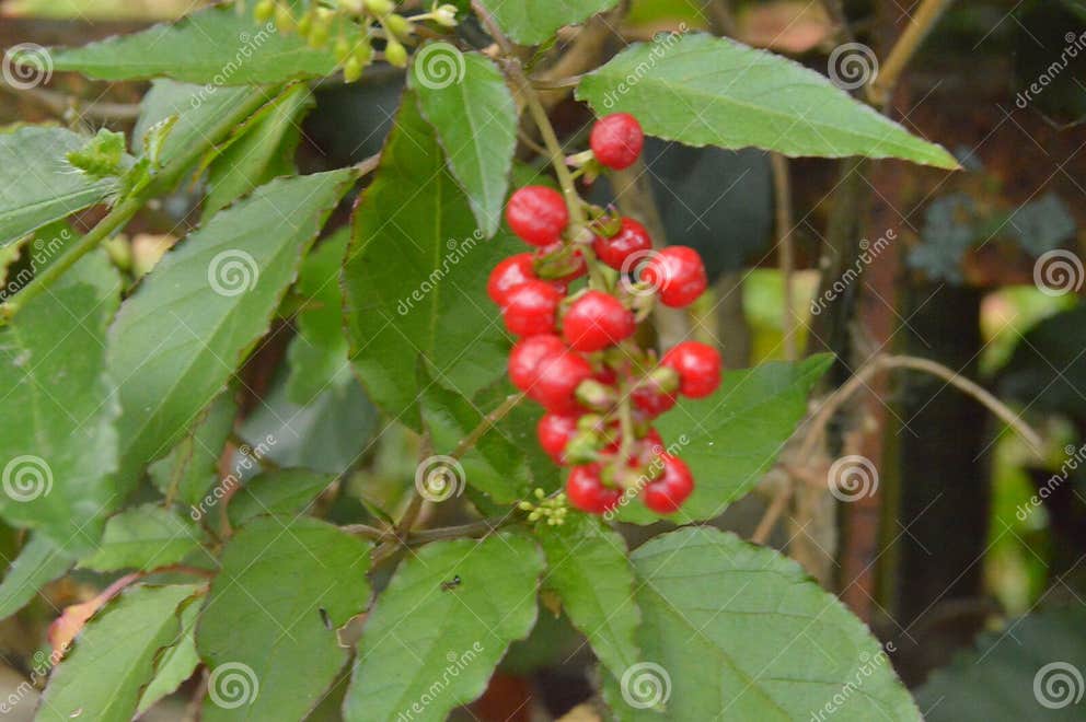 Red Like a Cherry, but in a Very Small Size the Red Circle is only 0.3 ...