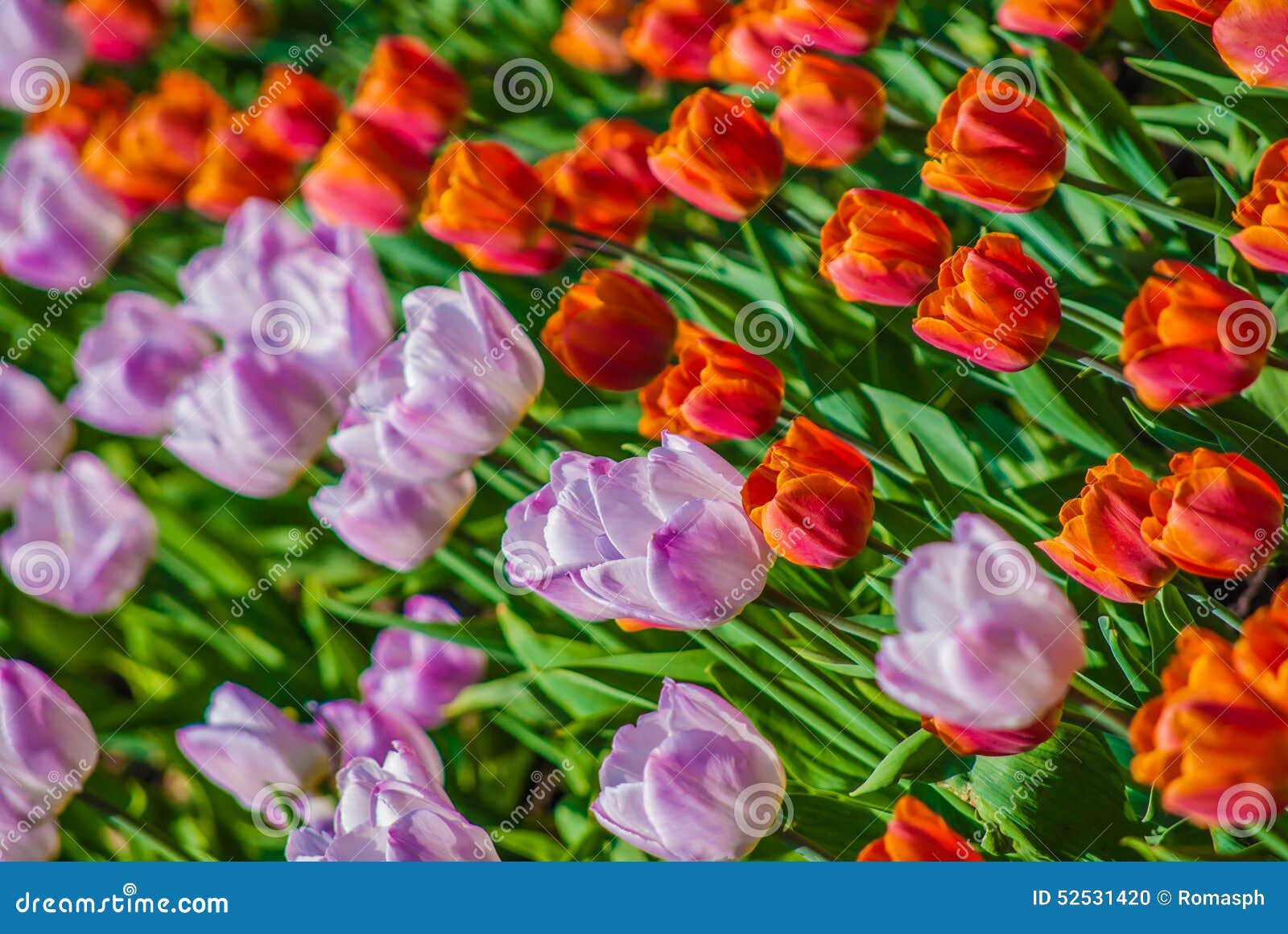 Red and lilac tulips stock photo. Image of natural, flower - 52531420