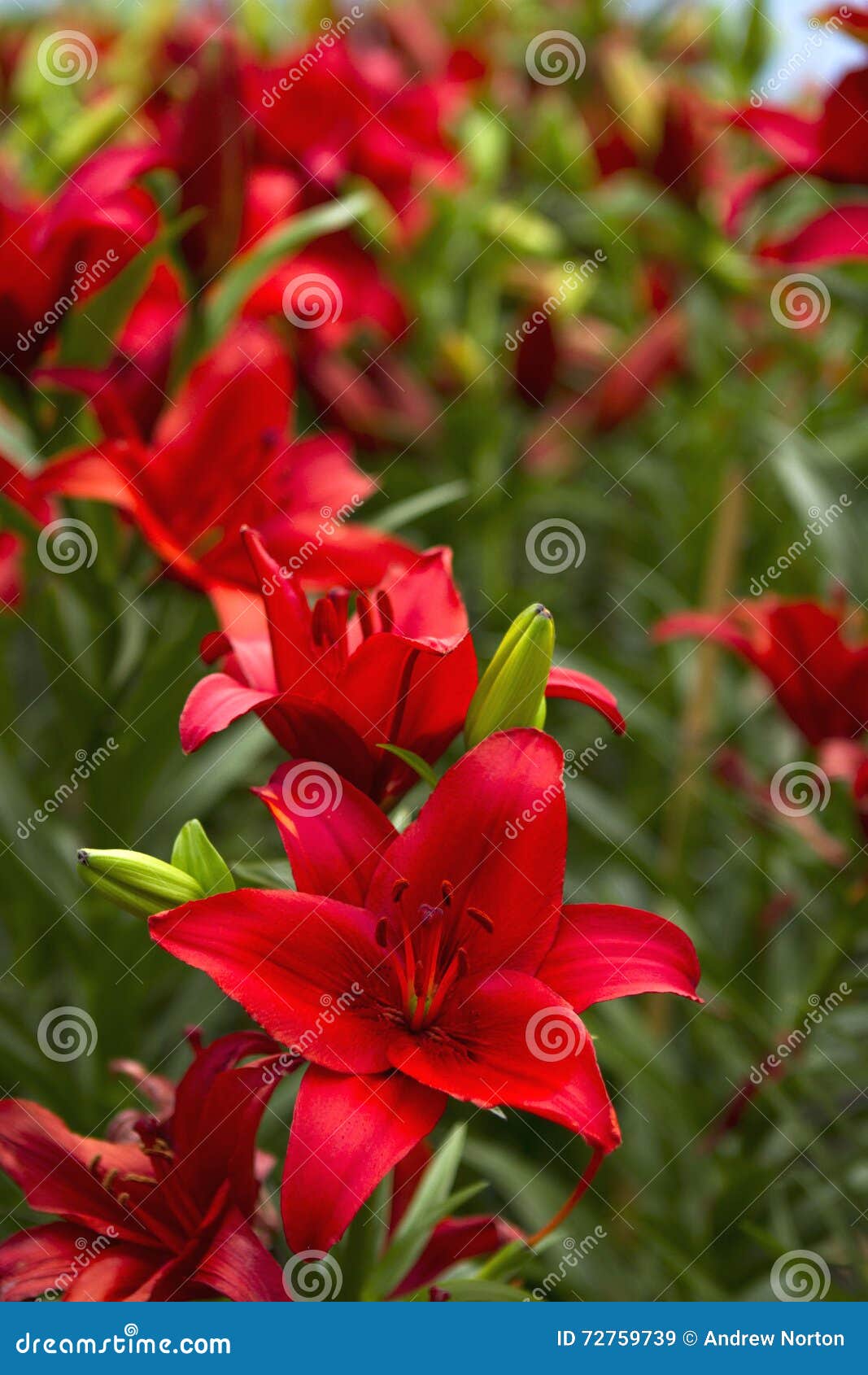 Red Lili stock image. Image of blooms, environment, colorful - 72759739