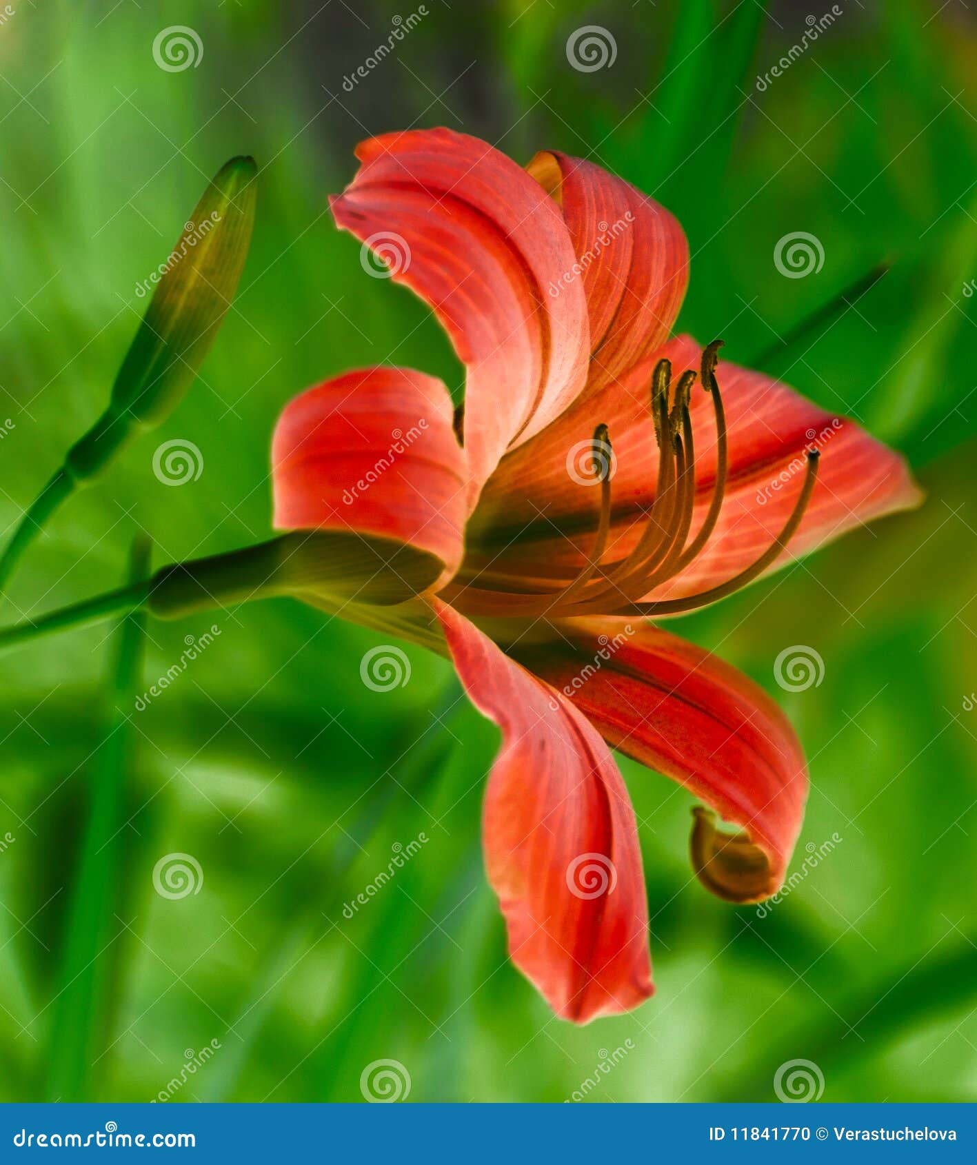 Red lilia stock photo. Image of present, garden, color - 11841770