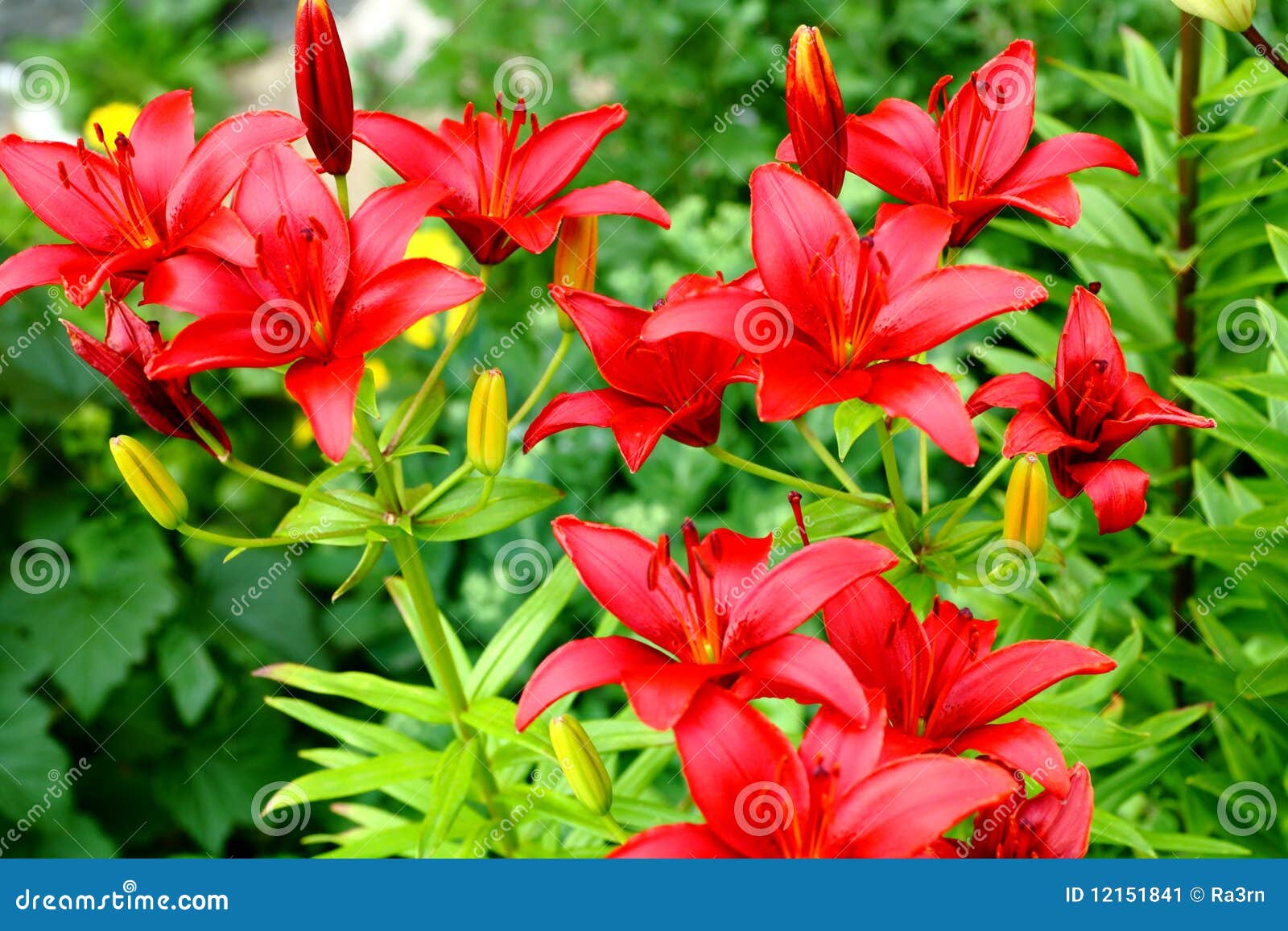 Red Lilies stock image. Image of color, lily, blossoming - 12151841