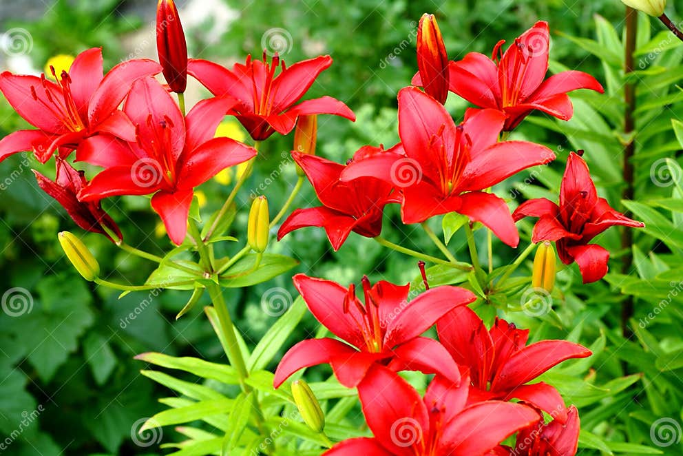 Red Lilies stock image. Image of color, lily, blossoming - 12151841