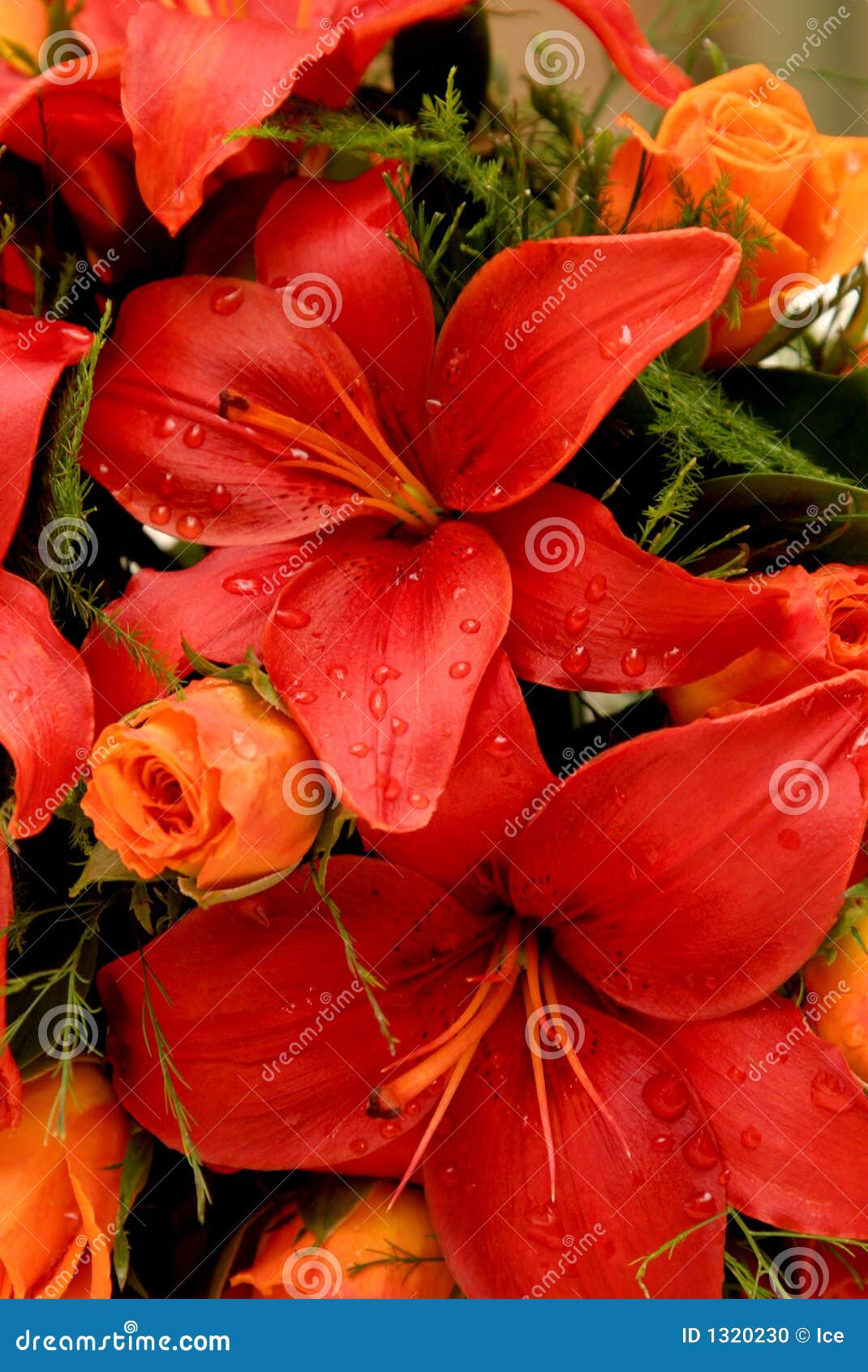 Red Lilies stock photo. Image of rose, color, orange, lily - 1320230
