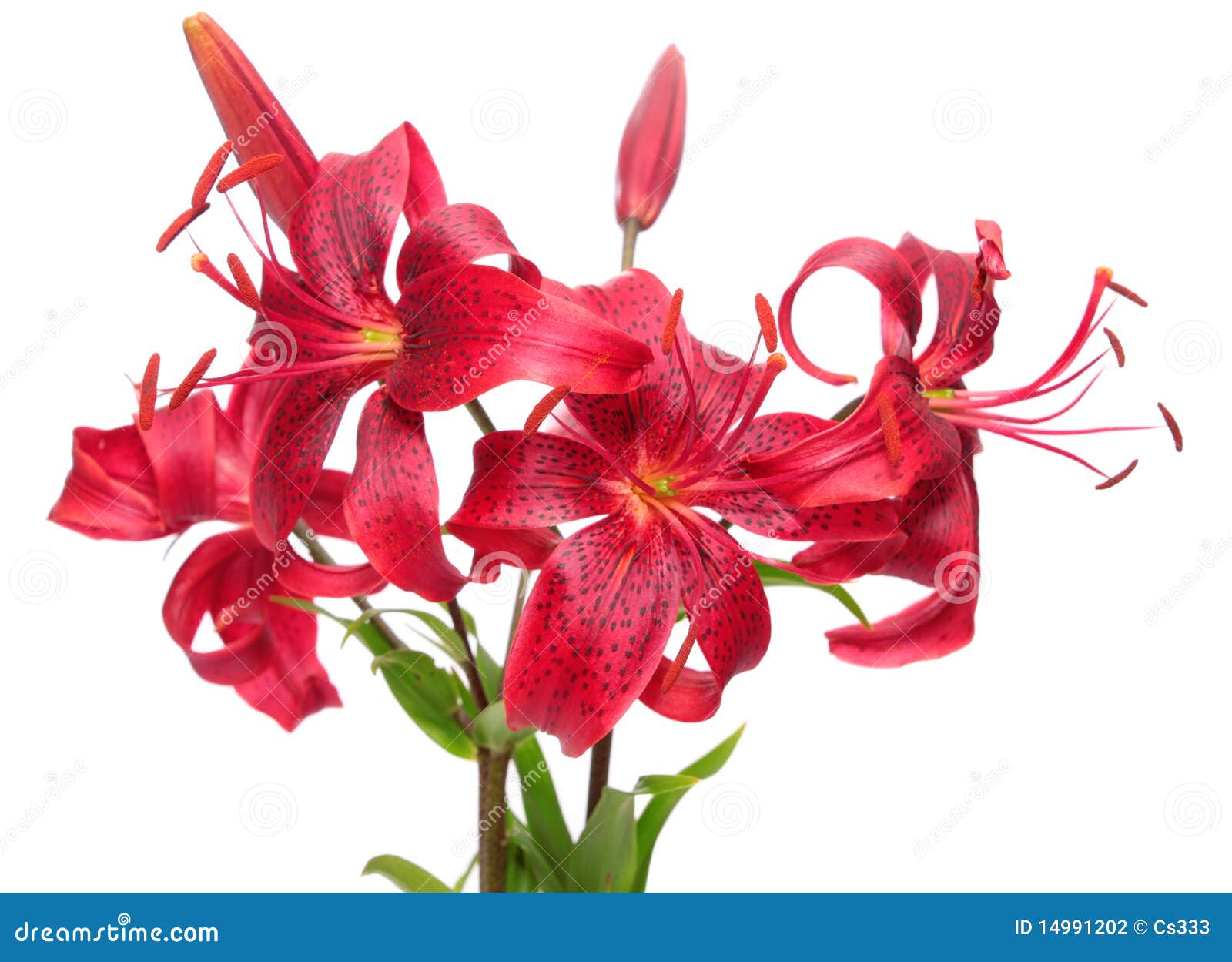 Red lilies. stock photo. Image of background, sheet, petal - 14991202