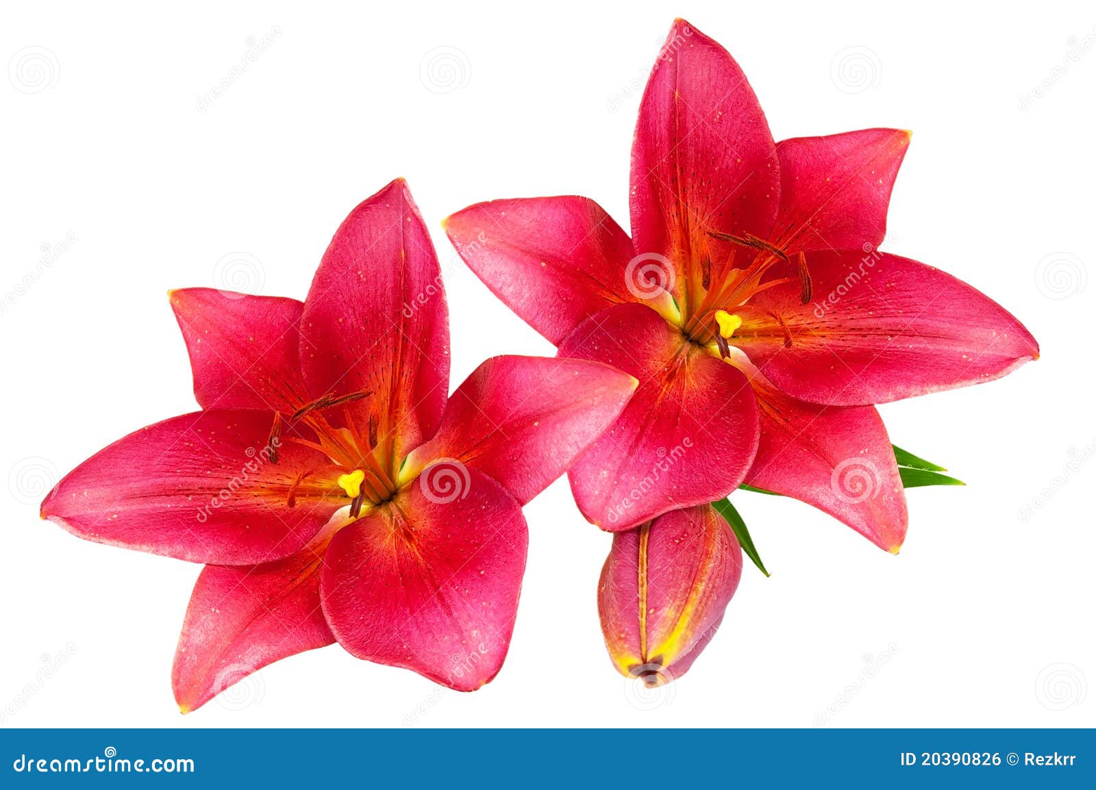 Red lilies stock photo. Image of lily, background, plant - 20390826