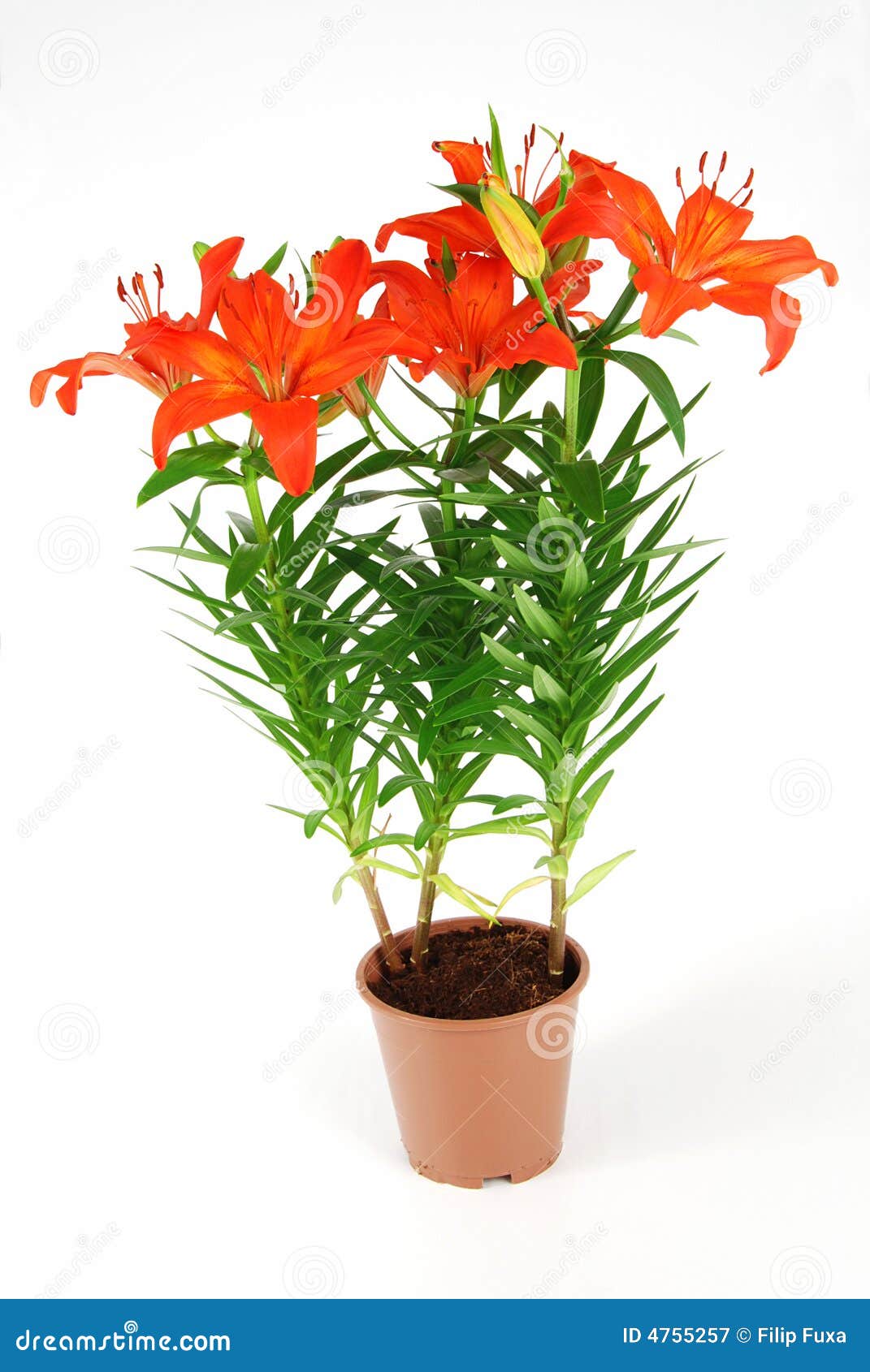Red lilies stock image. Image of flower, isolated, diagonal - 4755257
