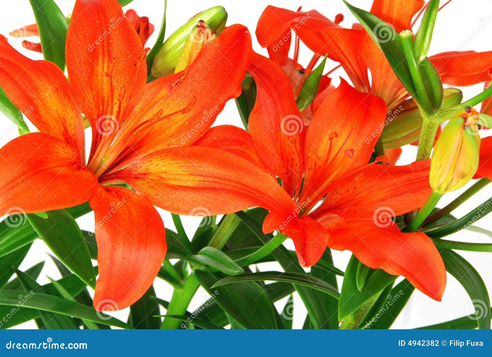 Red lilies stock photo. Image of plant, leaves, warm, green - 4942382